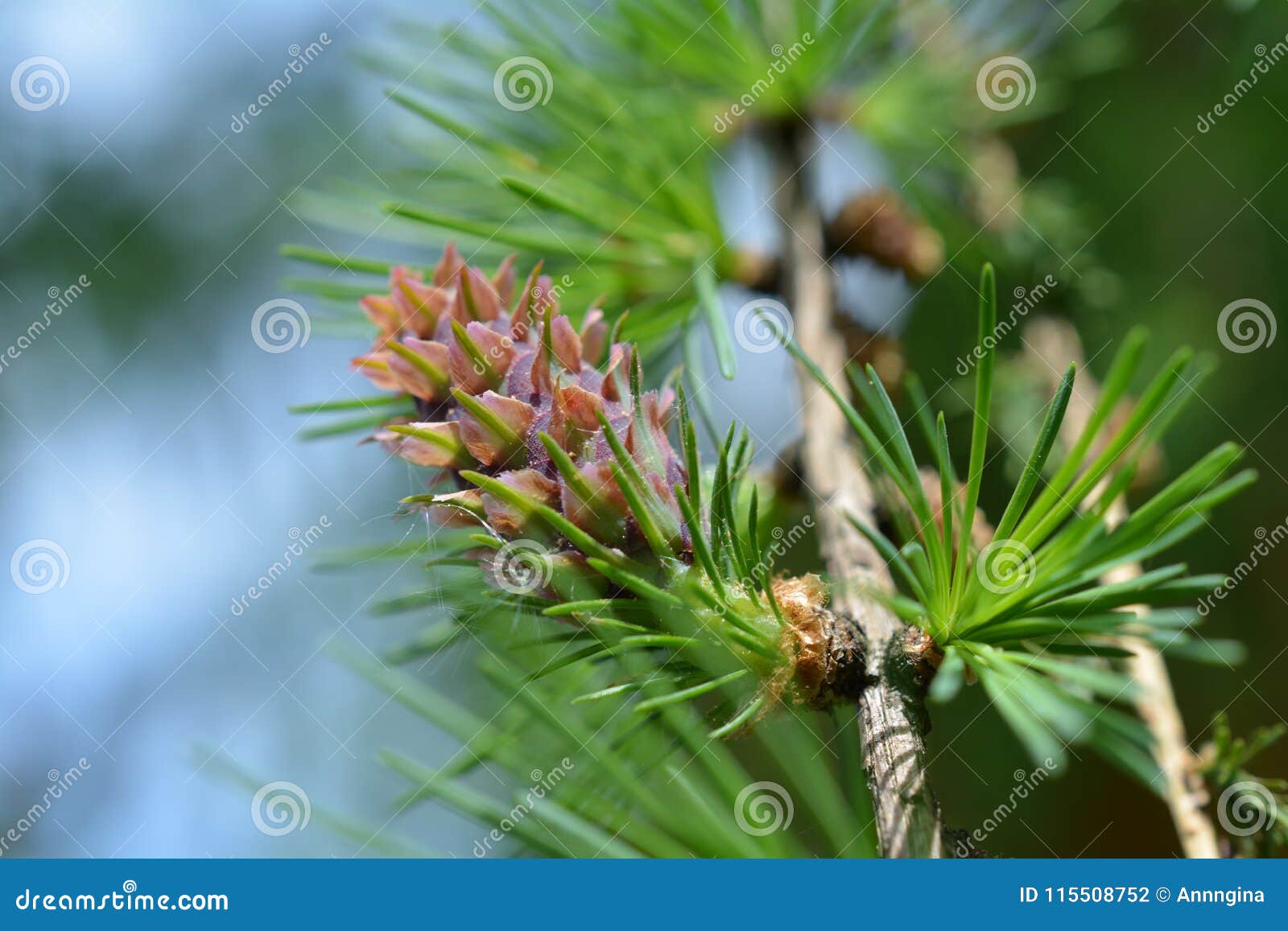 Young Larch cone stock photo. Image of green, board - 115508752