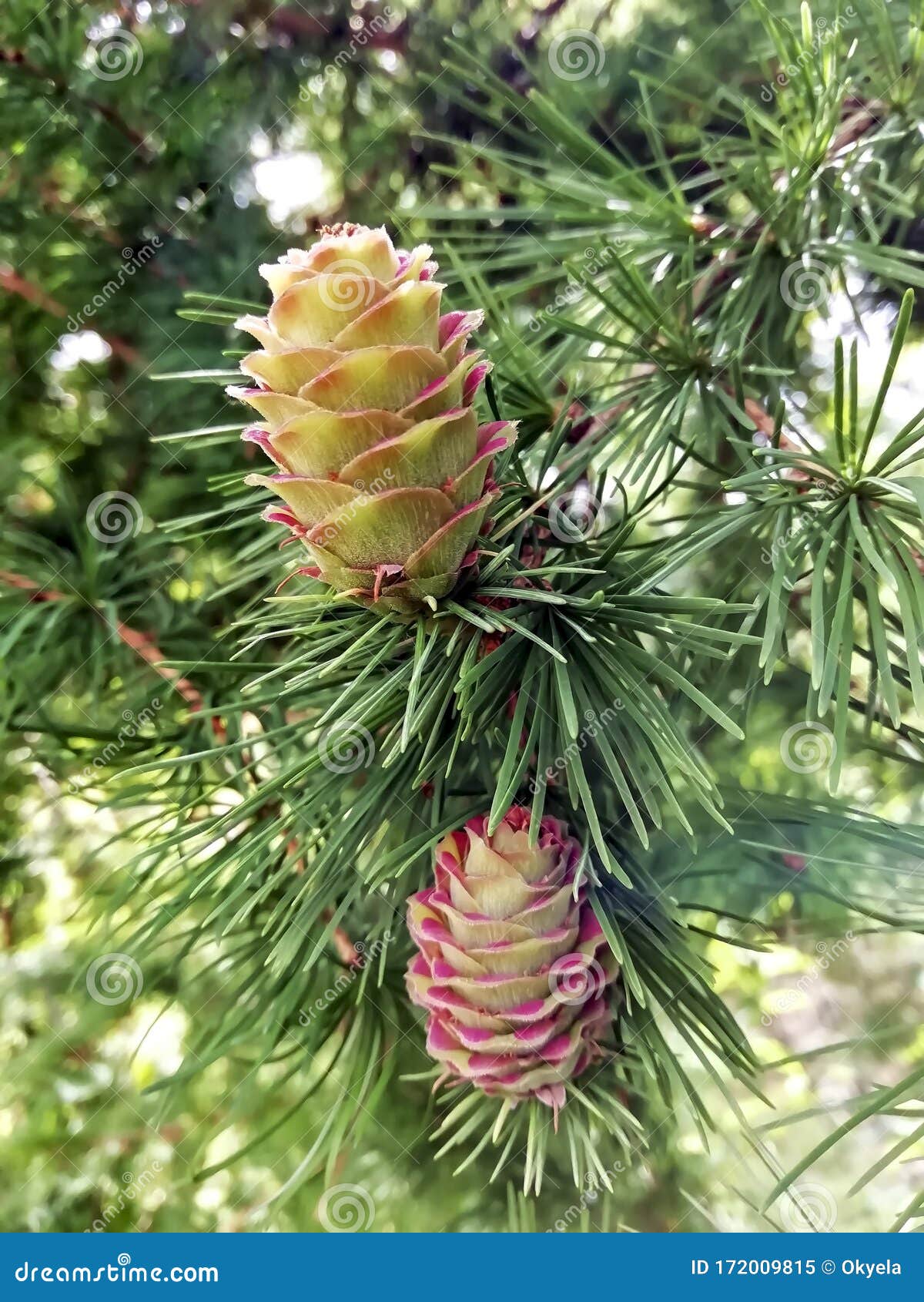 Young Larch Cones in Mid-summer Stock Image - Image of fruit, gardening ...
