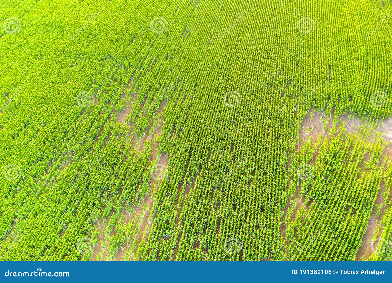 Large Corn Fields Image Near The Corn Tree That Is Just Growing Planted ...