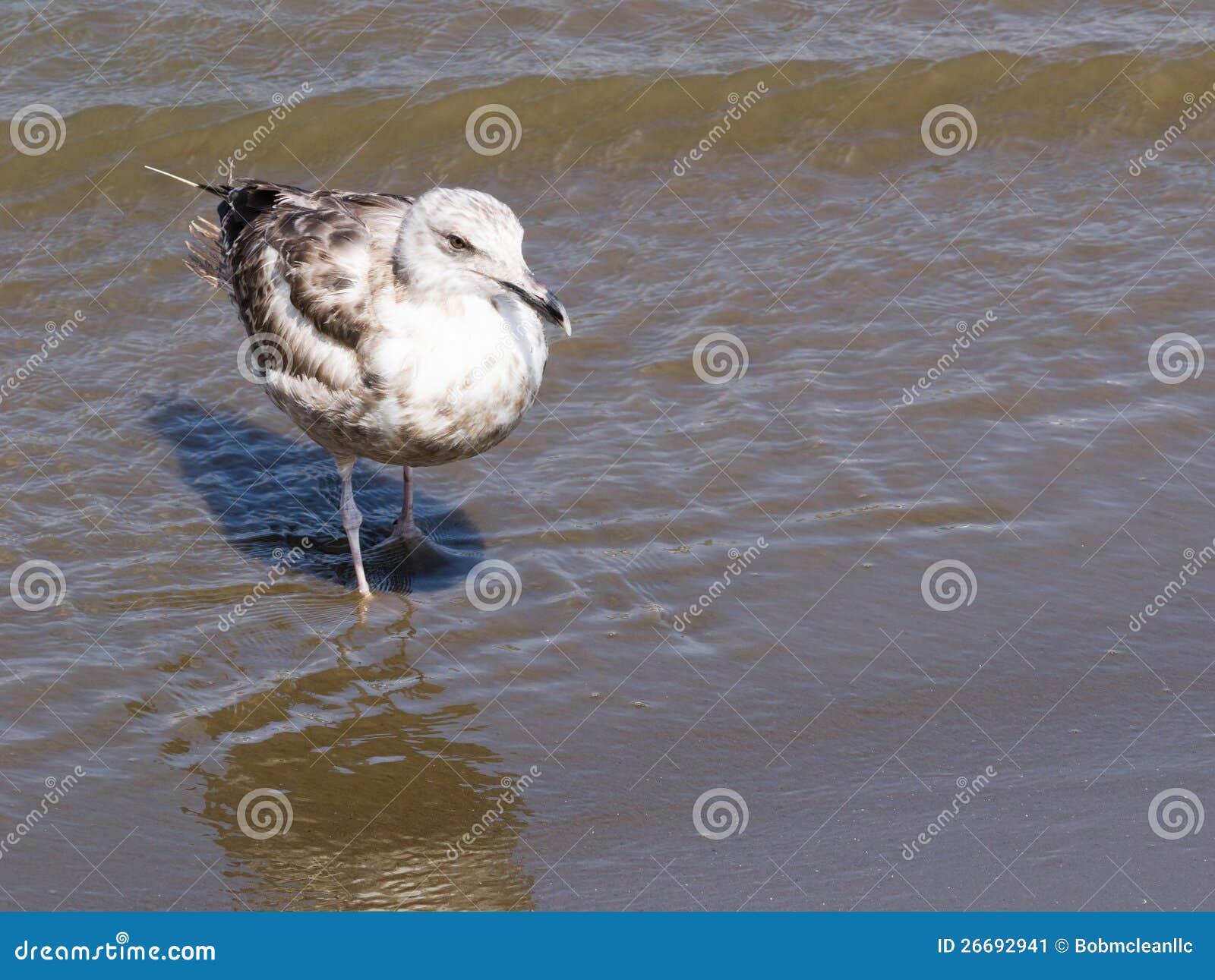 Young Laughing Gull stock image. Image of seagull, bird - 26692941