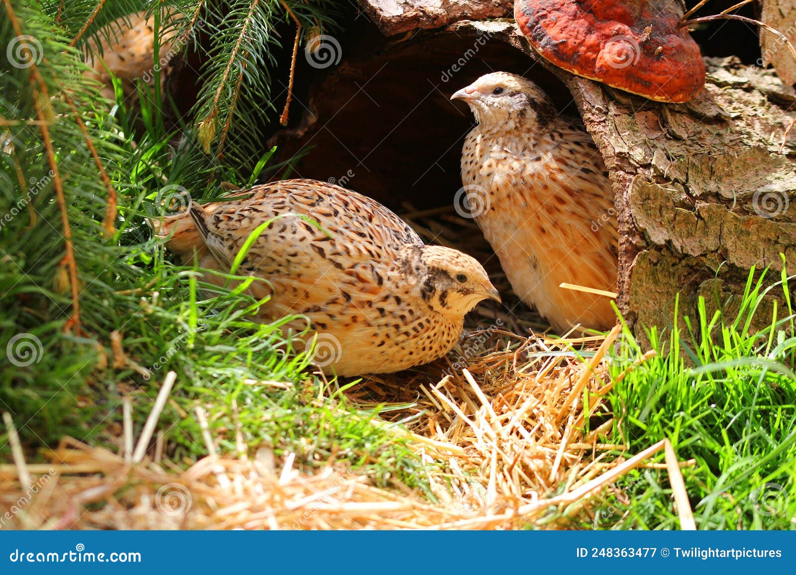 The Young Laying Quail Feels Comfortable in Its Natural Environment and ...