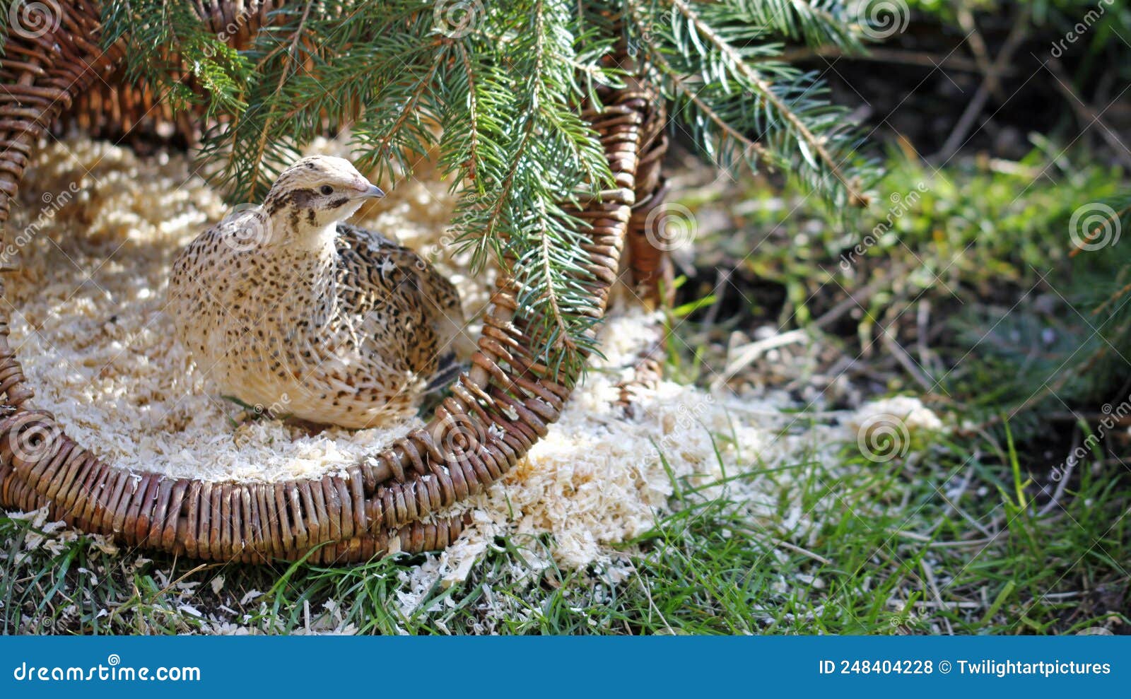 The Young Laying Quail Feels Comfortable in Its Natural Environment and ...