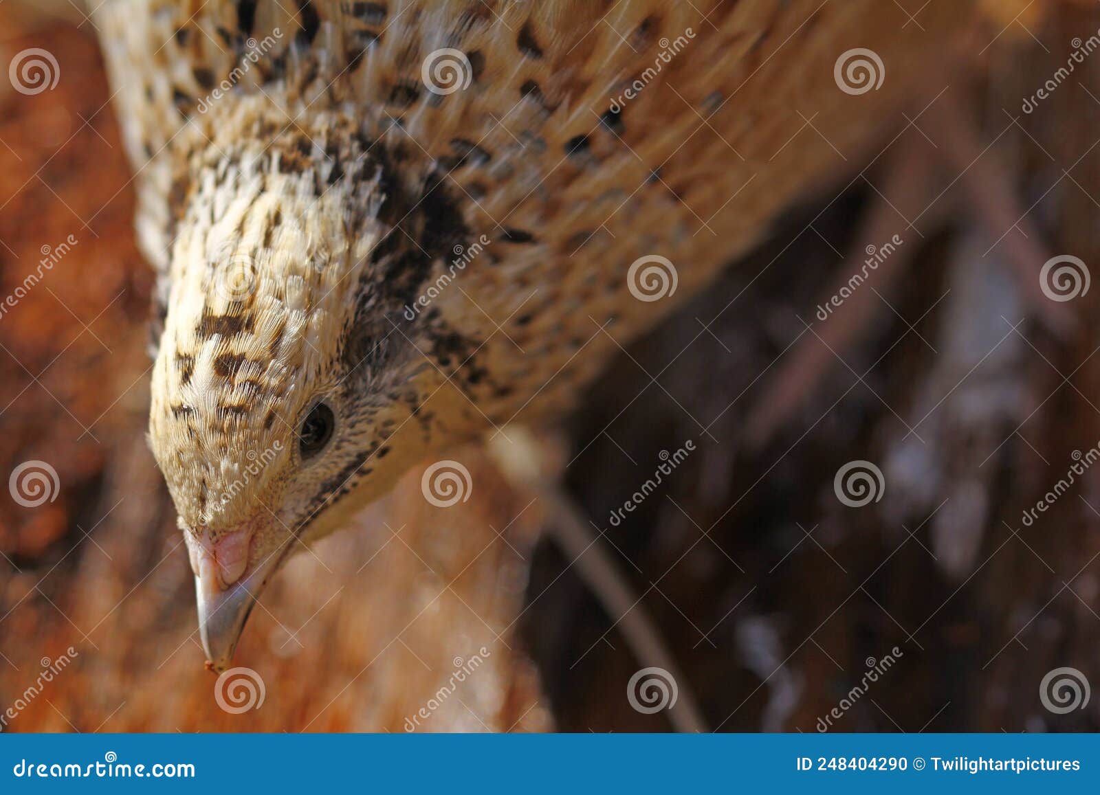 The Young Laying Quail Feels Comfortable in Its Natural Environment and ...