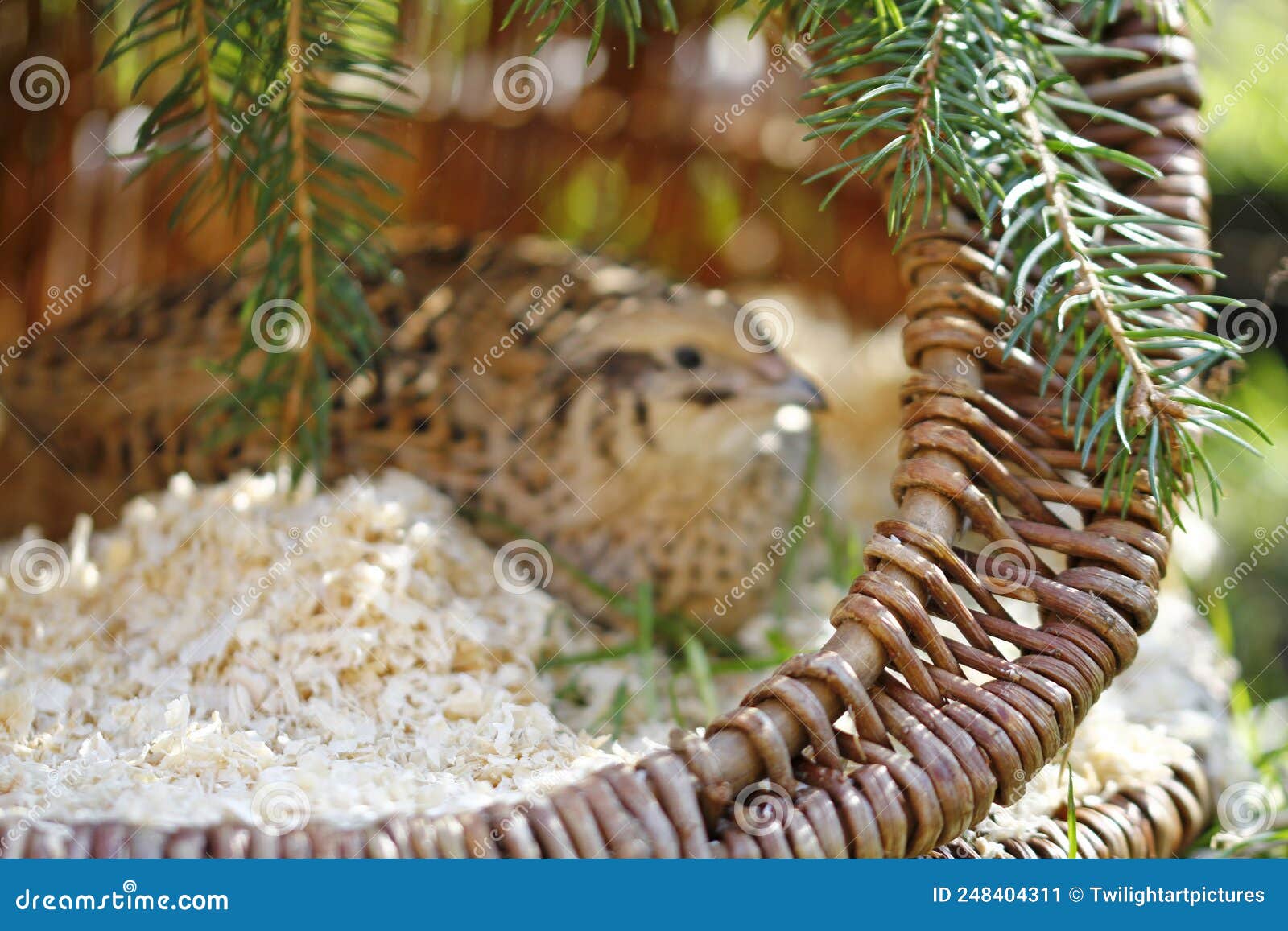 The Young Laying Quail Feels Comfortable in Its Natural Environment and ...
