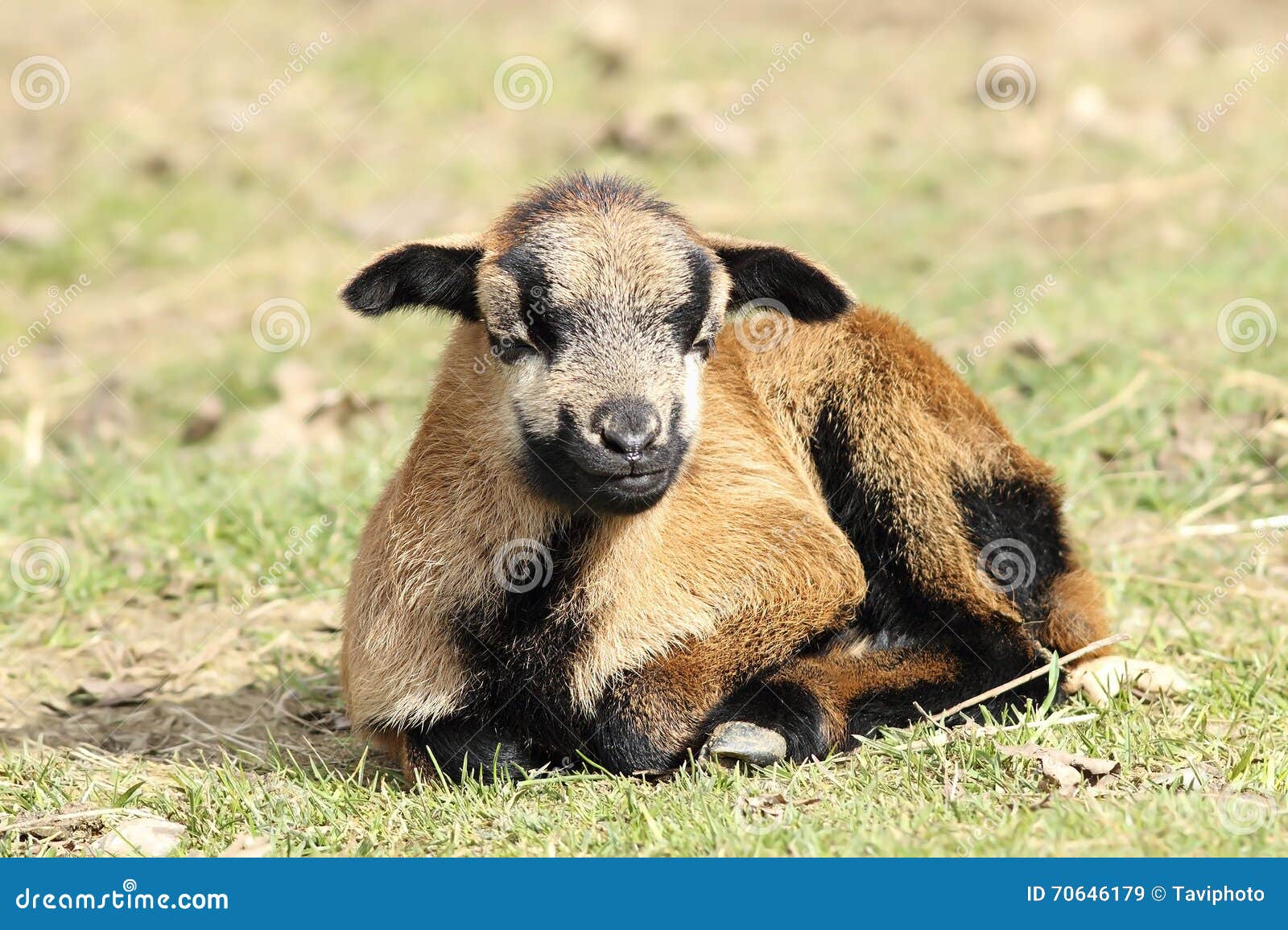 Young lazy goat stock image. Image of expression, landscape - 70646179