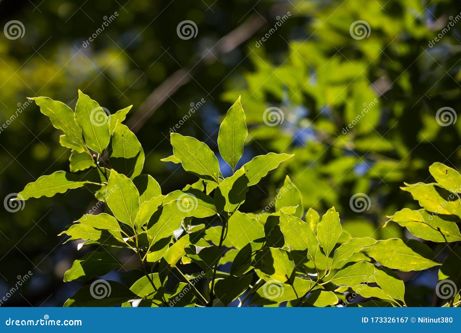 Young Leaf of Cinnamomum Camphora Tree Stock Image - Image of street ...