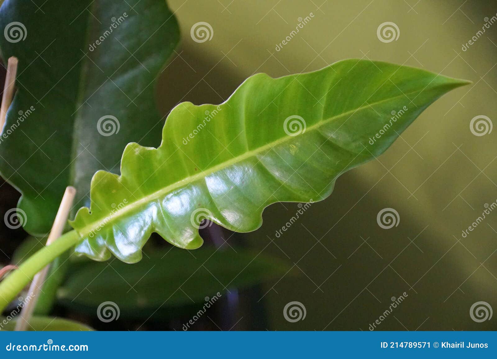 A Young Leaf of Philodendron Narrow Tiger`s Tooth Stock Image - Image ...