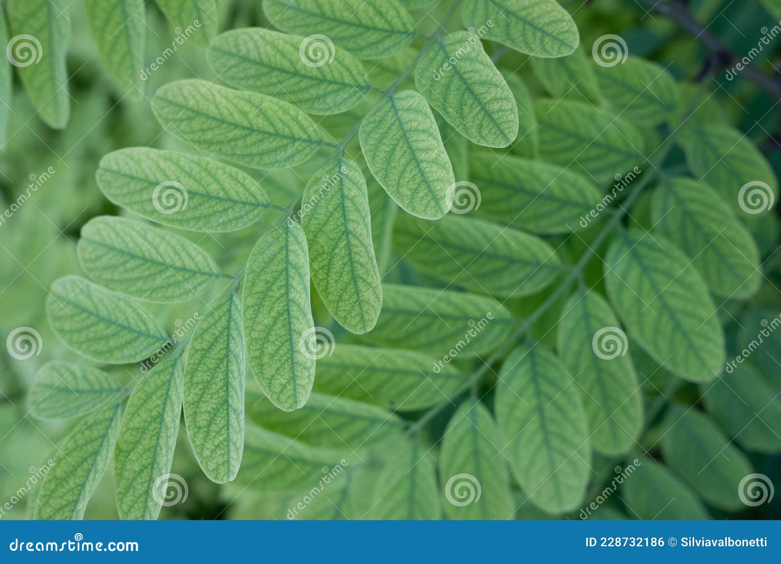 Young leaf of Robinia stock photo. Image of growth, pseudoacacia ...