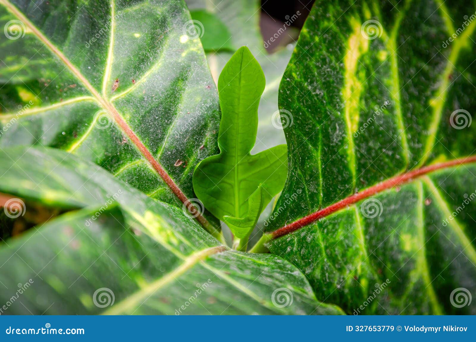 Young Leaf Sprout on a Tropical Plant Stock Image - Image of nature ...