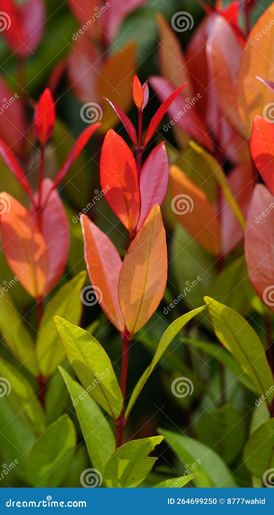 Syzygium Paniculatum Or Bunga Pucuk Merah. Nature Background Of ...