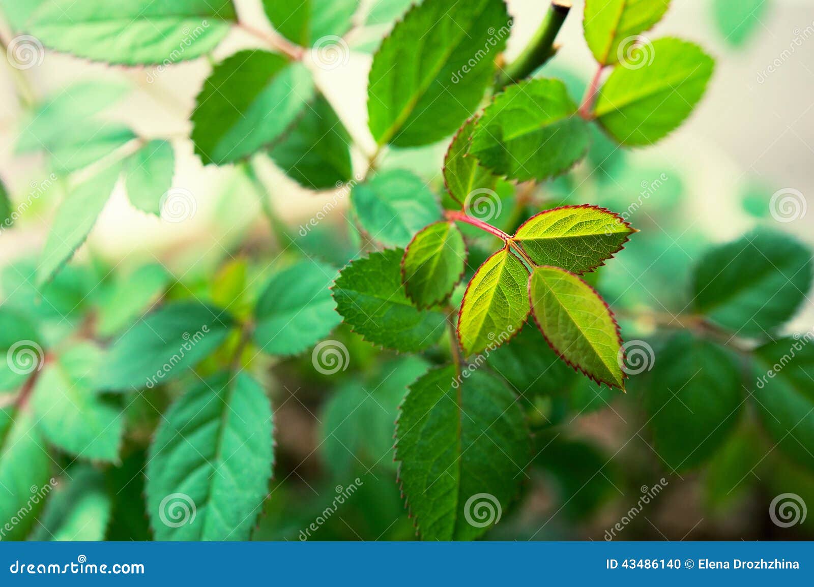 Young leafs of rose stock photo. Image of petal, rose - 43486140