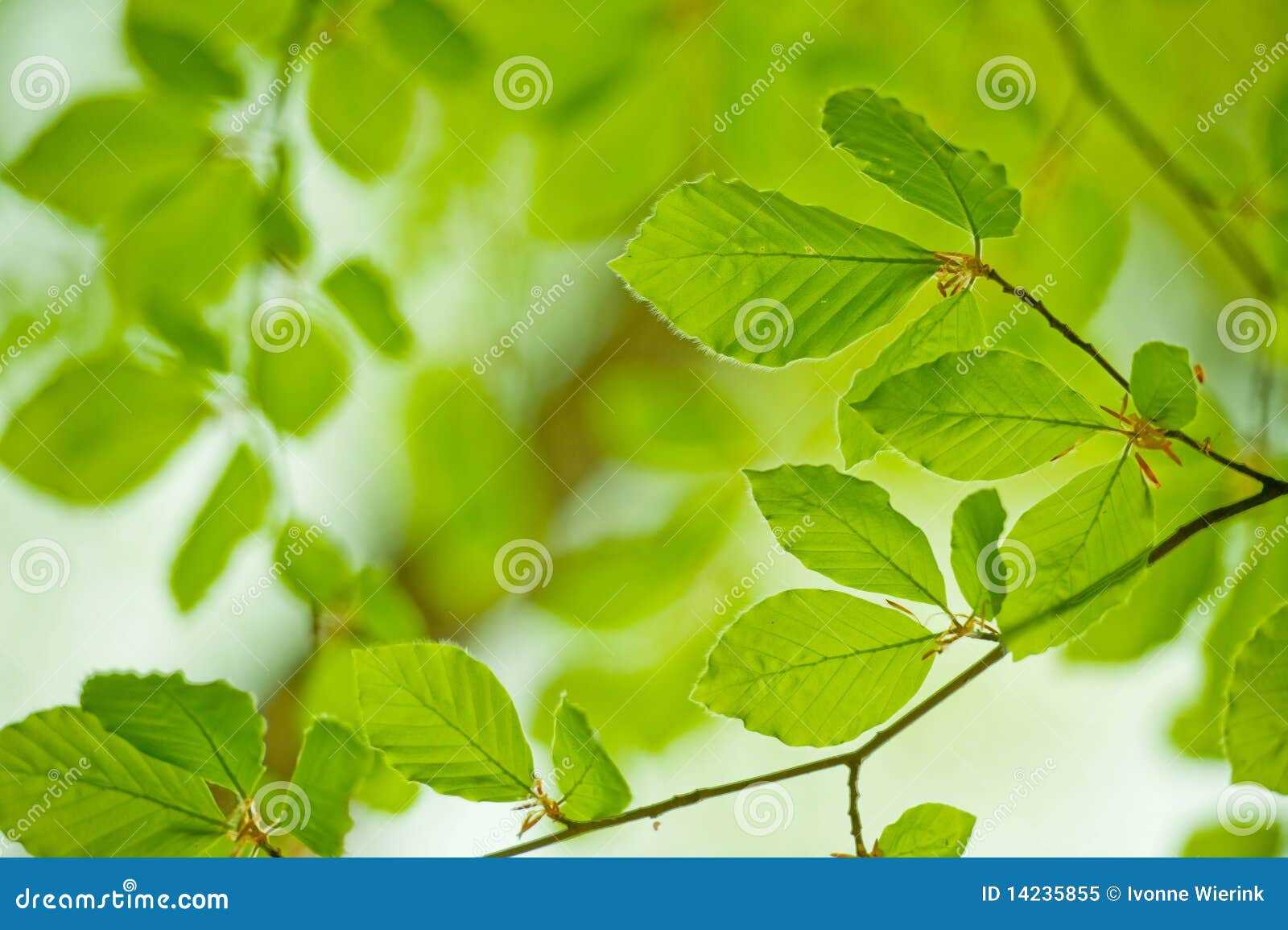 Young leaves stock image. Image of season, young, beech - 14235855