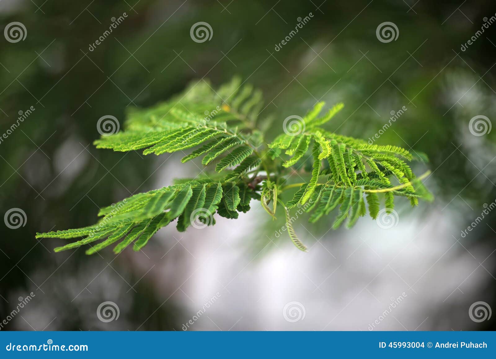 Young Leaves of Acacia in the Macro Stock Photo - Image of nature ...