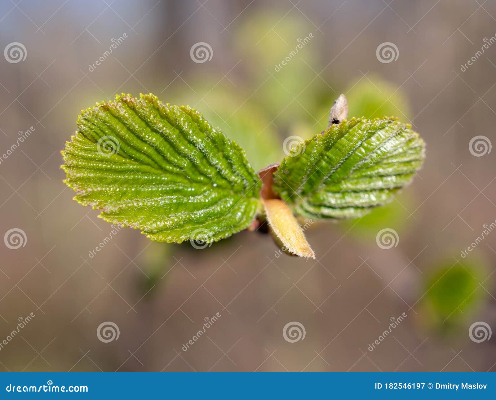 Young leaves of alder stock image. Image of growth, macro - 182546197