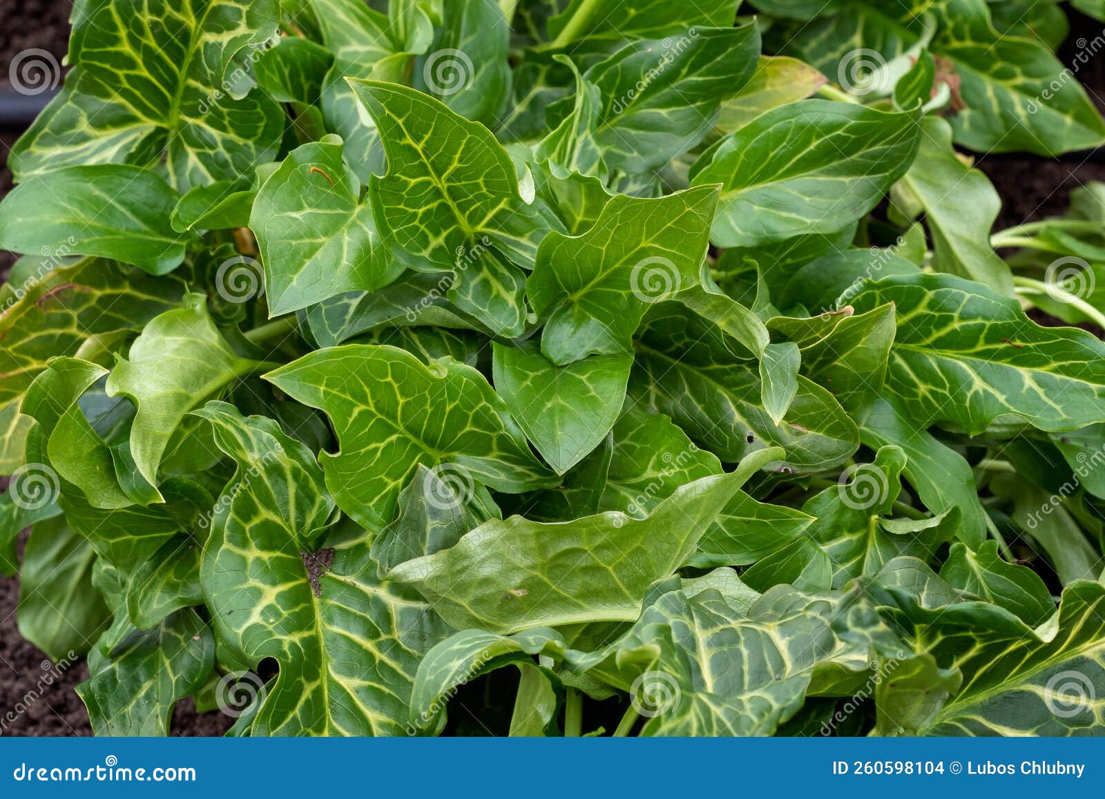 Young Leaves of Arum Maculatum Stock Photo - Image of growth, woodland ...