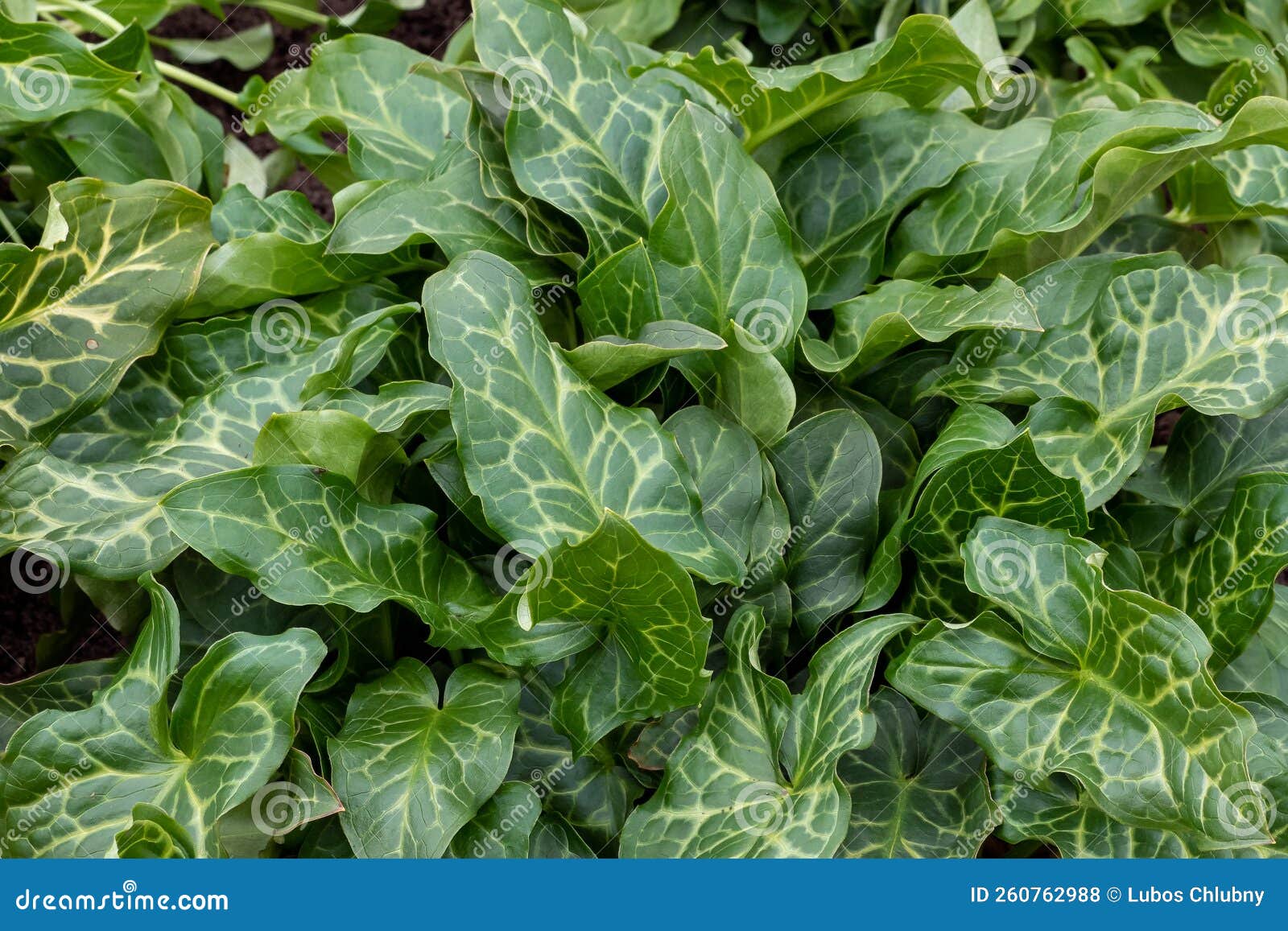 Young Leaves of Arum Maculatum Stock Photo - Image of color, variation ...