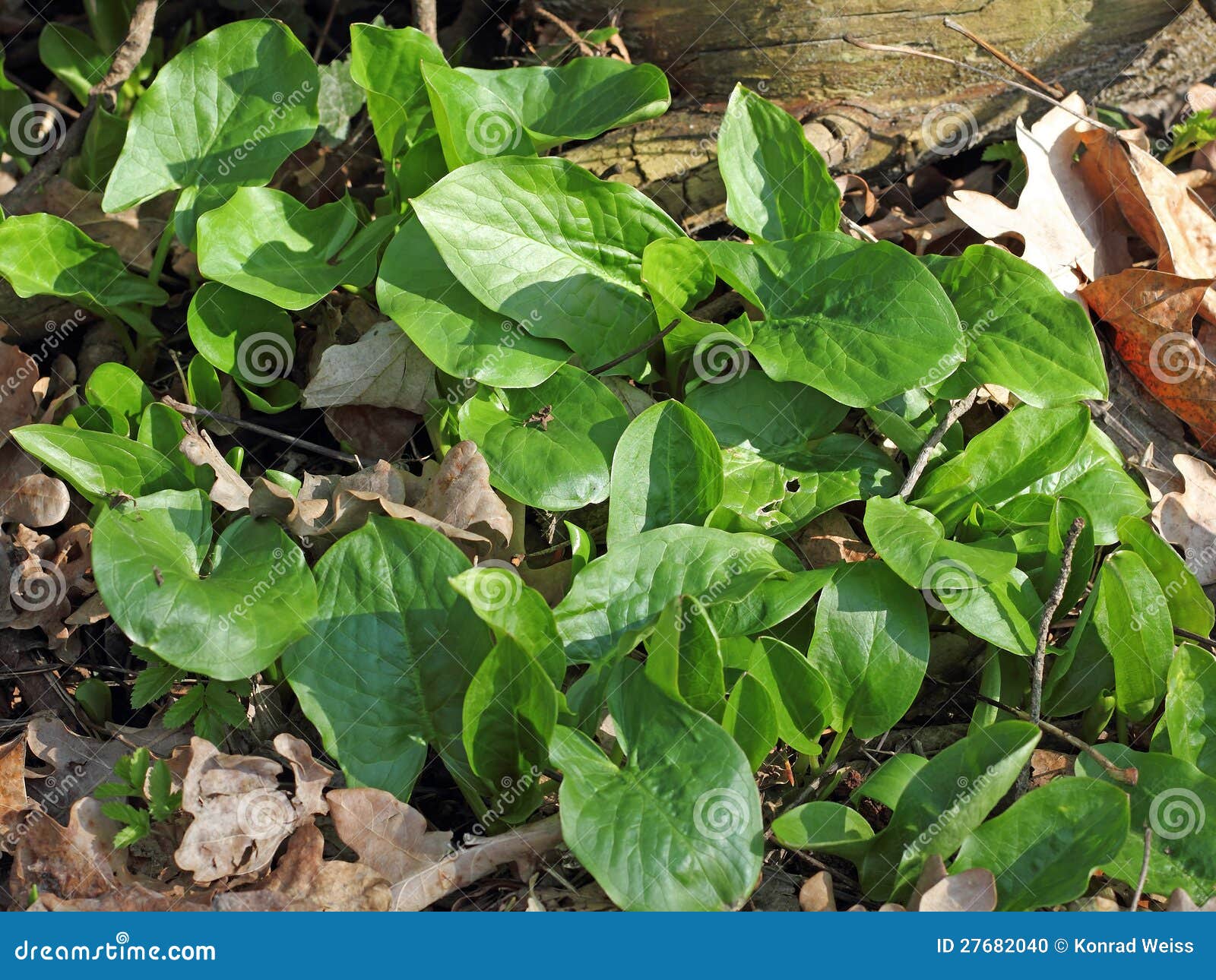 Young Leaves of Arum Maculatum Var. Immaculatum Stock Photo - Image of ...