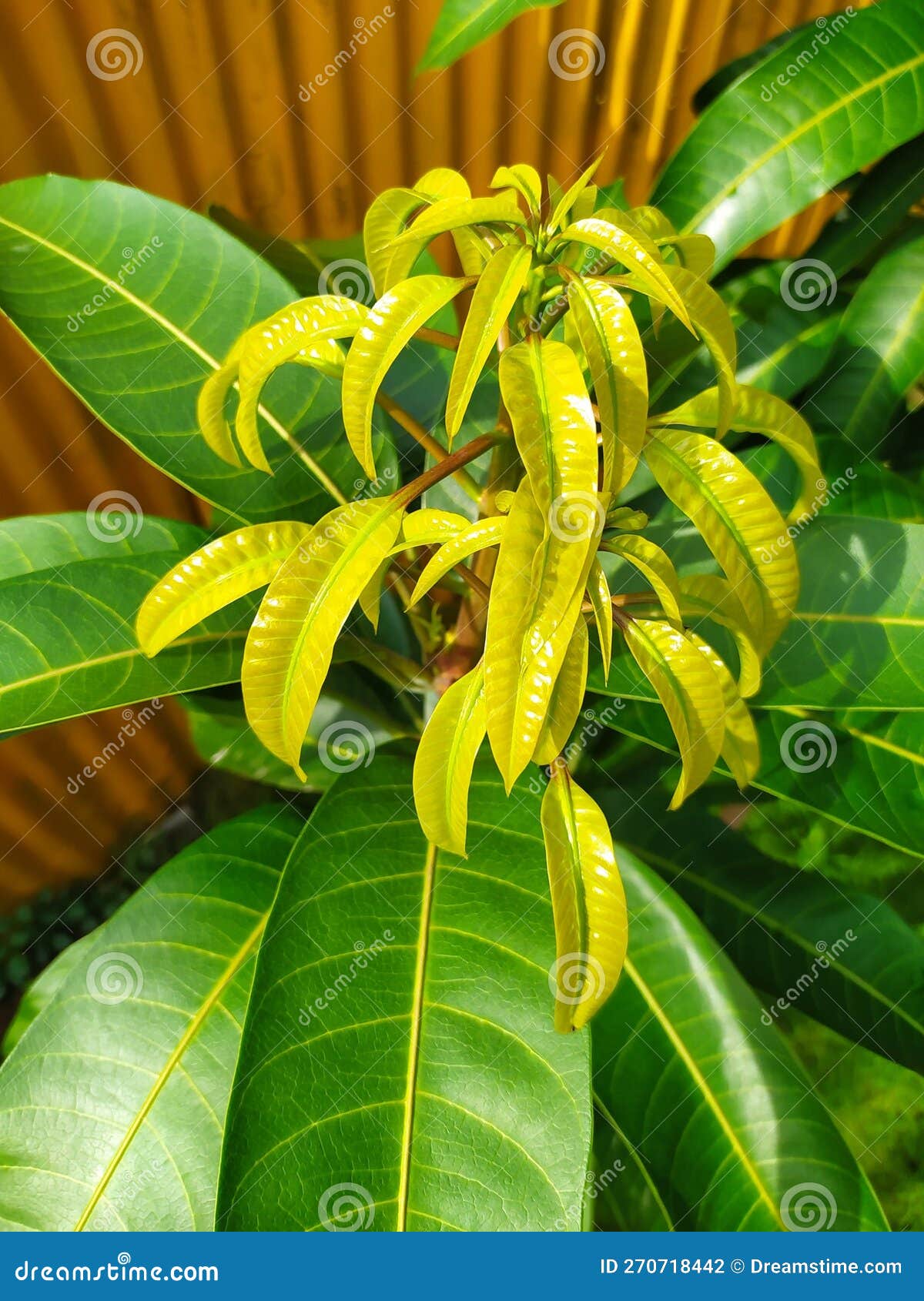 Young Leaves of the Arumanis Mango Tree Stock Photo - Image of ...
