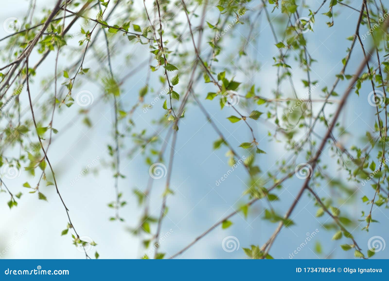 Young Leaves on the Birch Tree in Early Spring on Blue Sky Background ...