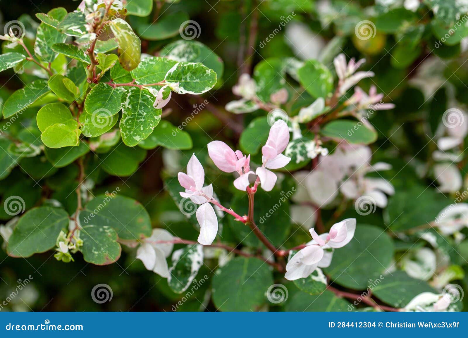 Young Leaves of a Breynia Disticha Stock Photo - Image of colours ...