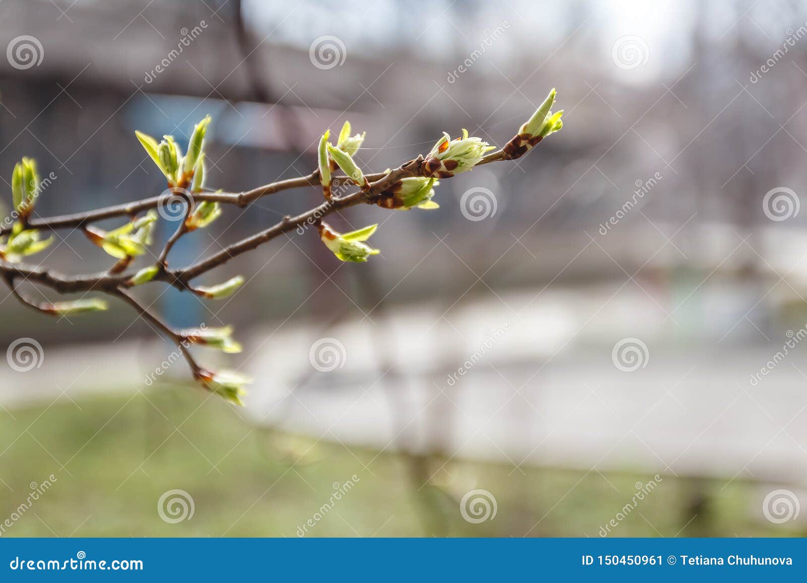 Young Leaves, Buds and Shoots on a Tree Branch in Spring in the ...