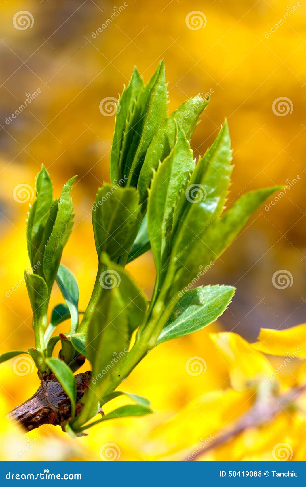 Young Leaves of the Bush Forsythia Blooming Stock Photo - Image of ...