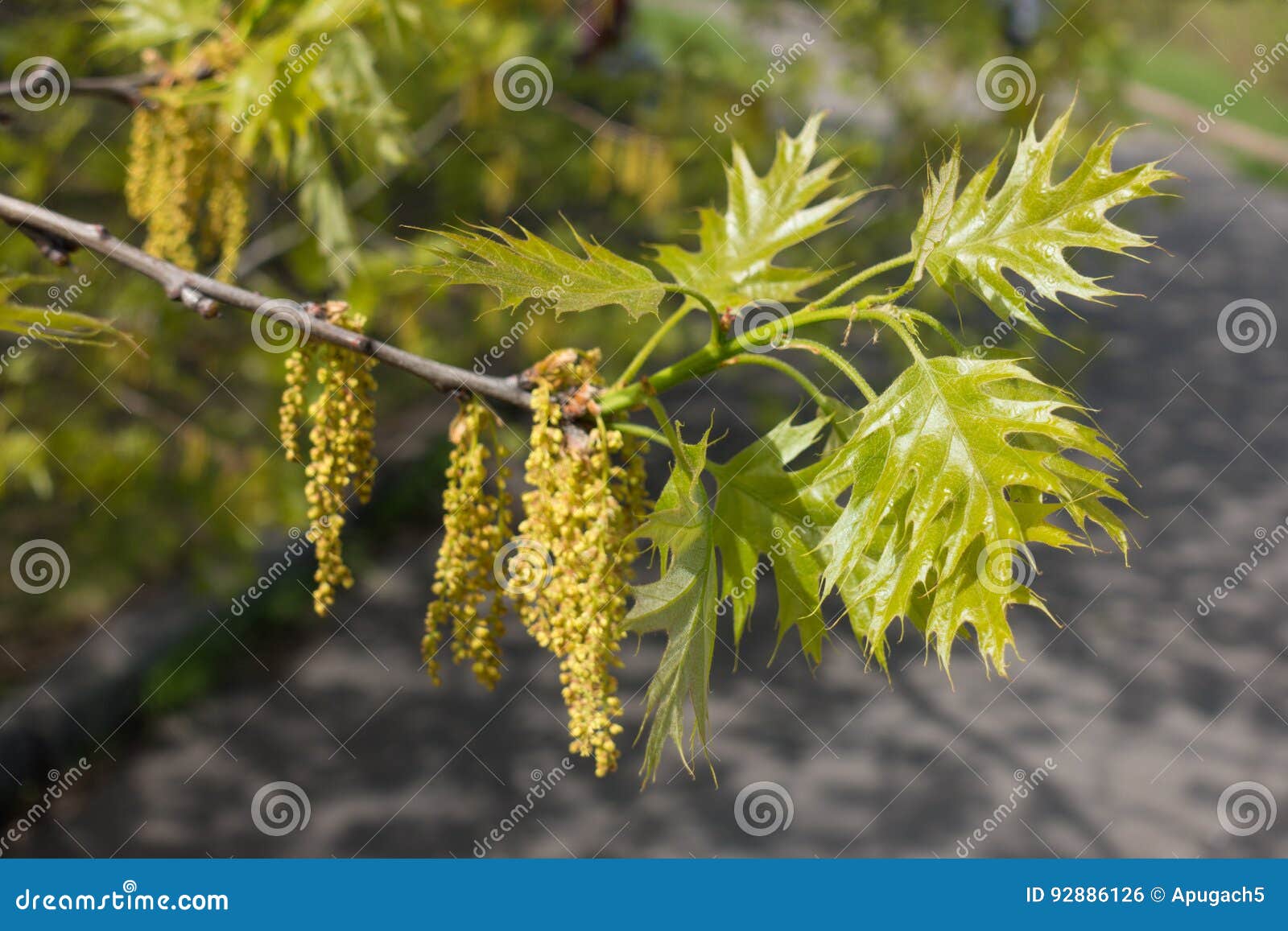 Young Leaves and Catkins of Northern Red Oak Stock Photo - Image of ...