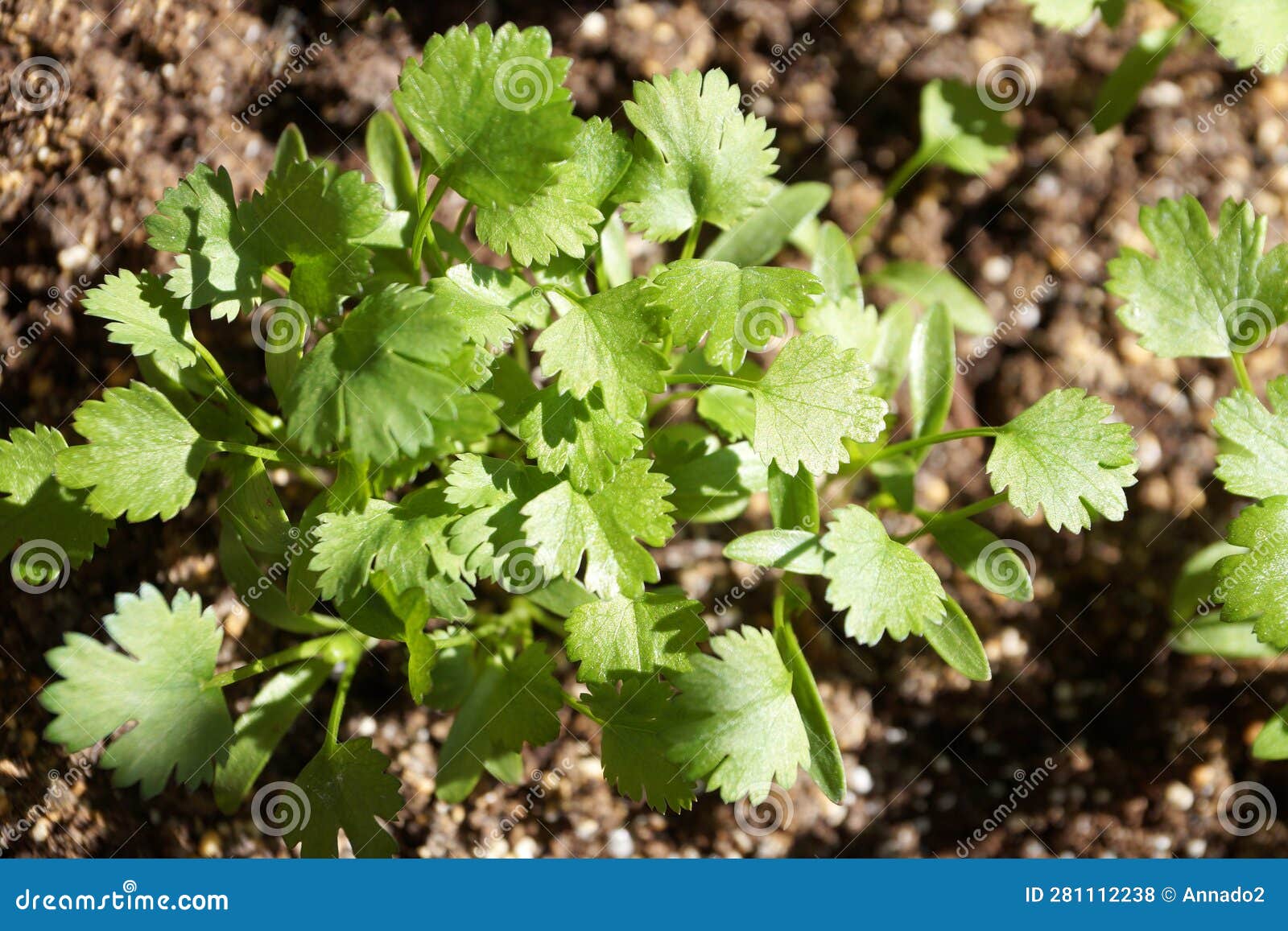 Young Leaves of Cilantro on a Garden Bed in Sunlight Stock Photo ...
