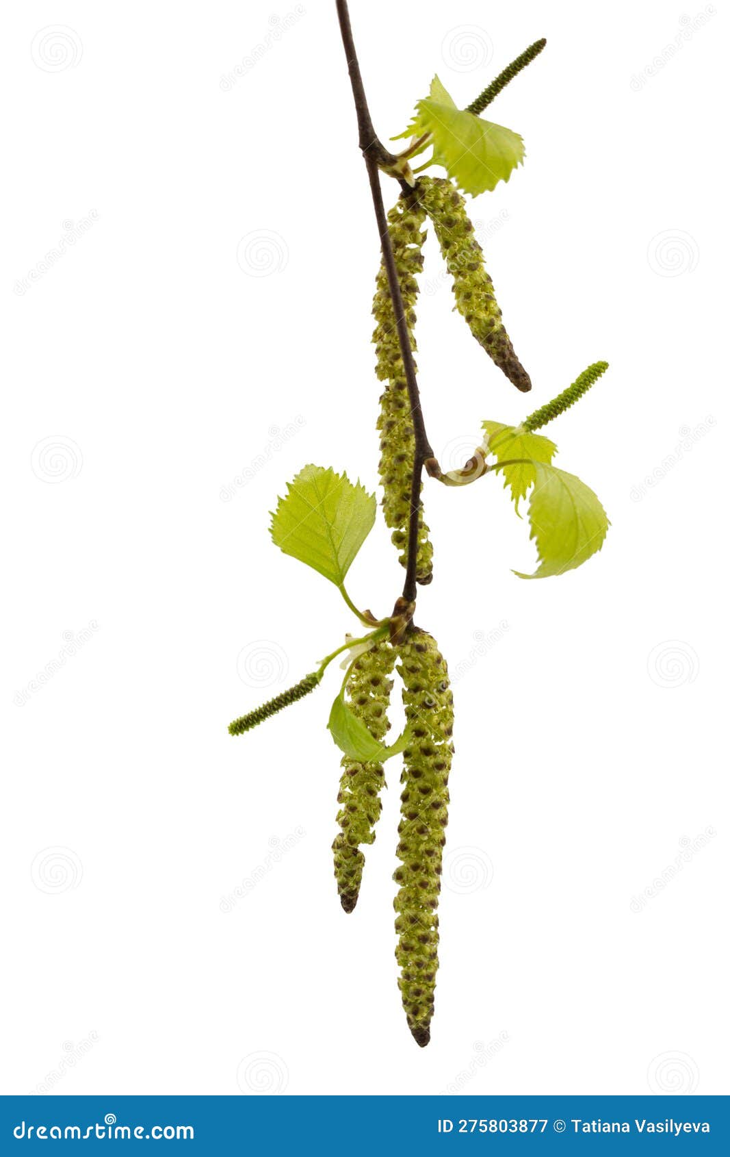Young Leaves and Flowers of the Birch Trees. Spring Bloom. Tree Branch ...