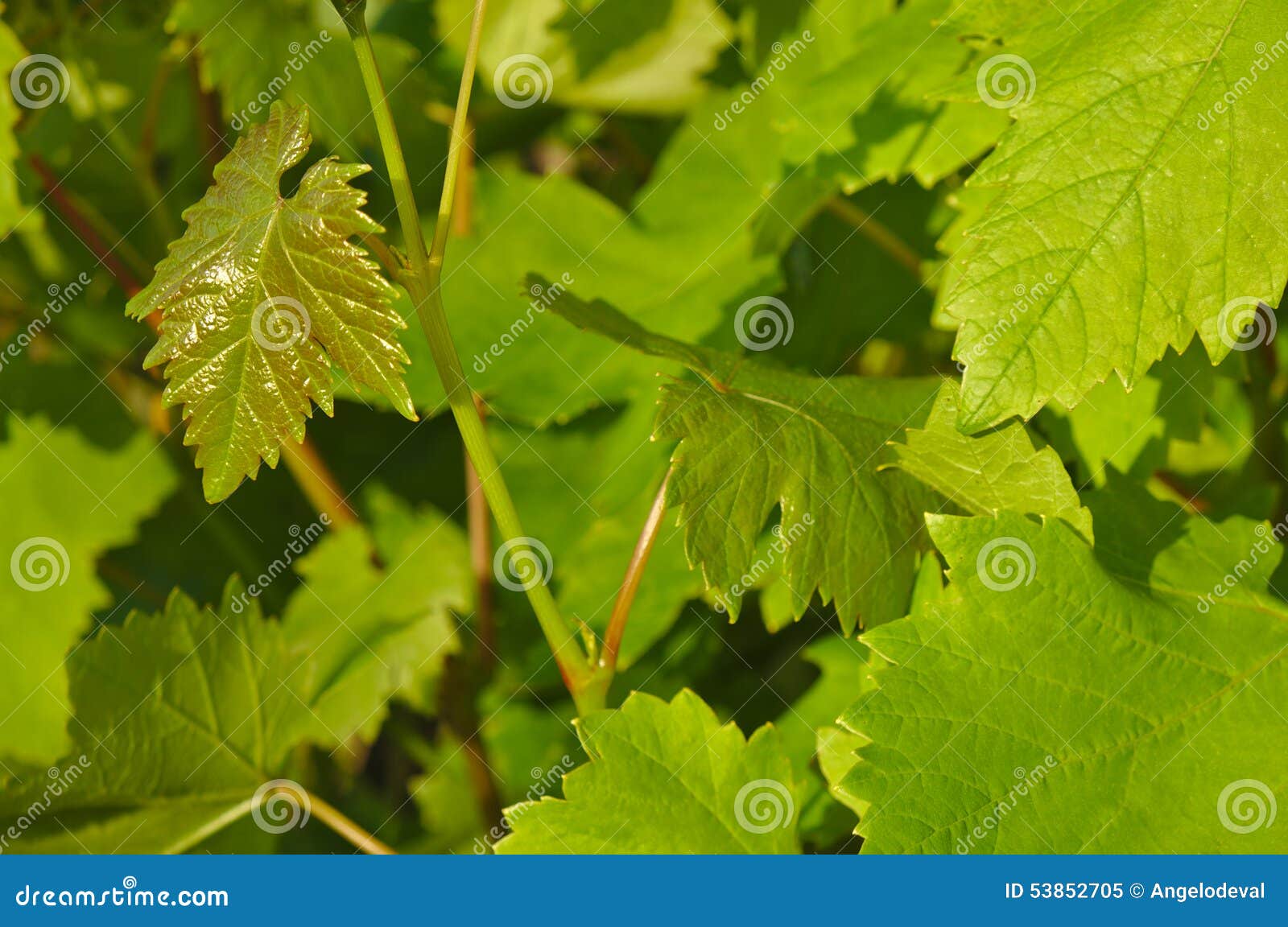 Young Leaves of a Grapevine Tree Stock Image - Image of background ...