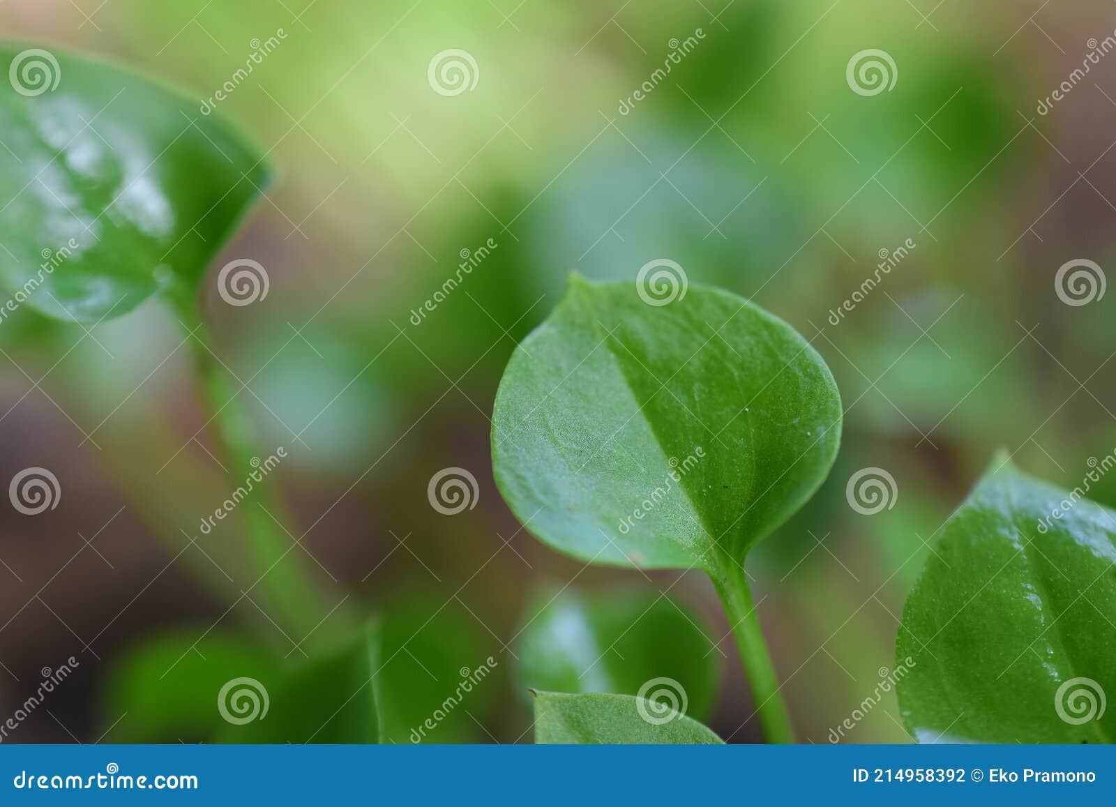 Young Leaves Grow in Spring, Closeup. HD Image Stock Photo - Image of ...