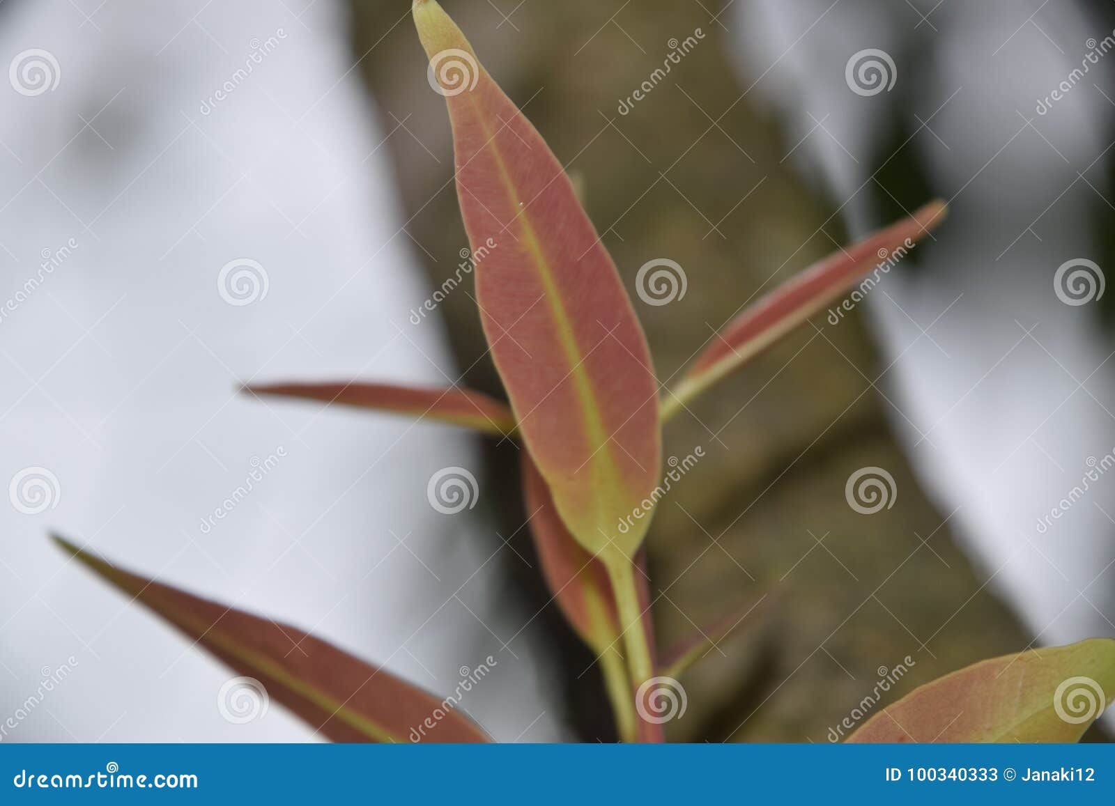 Young leaves of jamun tree stock image. Image of jamun - 100340333