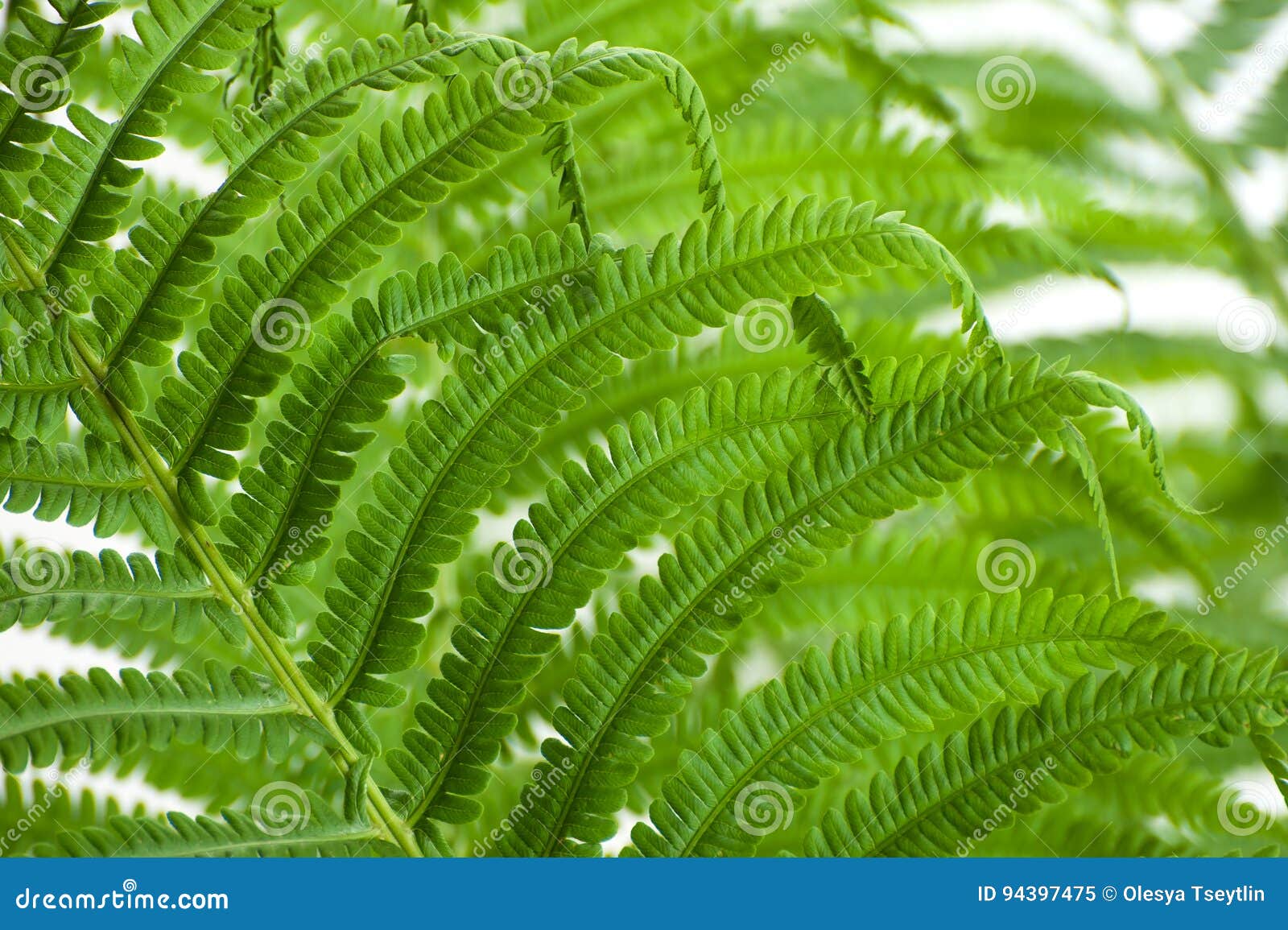 Young Leaves of a Large Wild Fern on a White Background. Stock Image ...