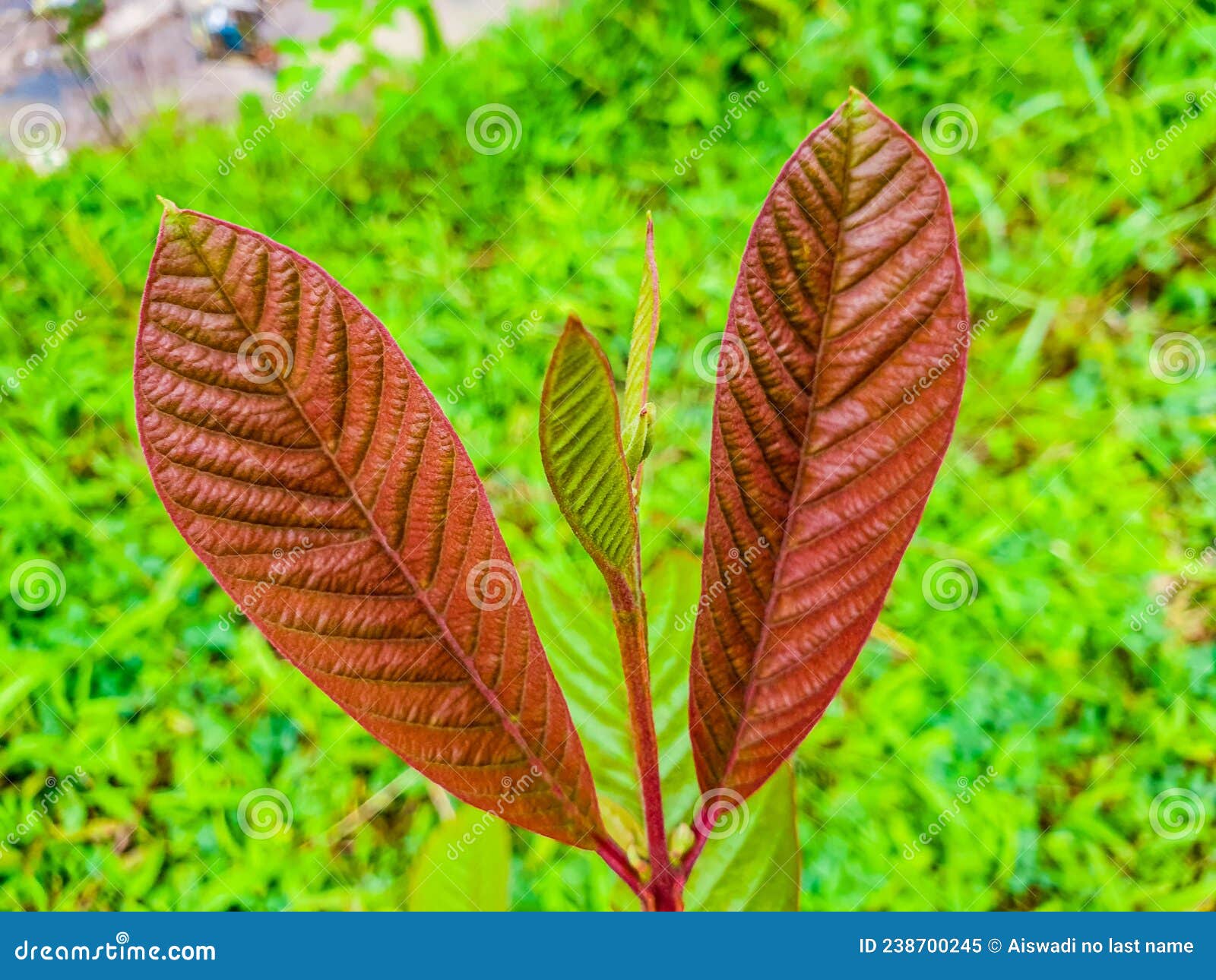 Young Leaves and Leaf Bud of Green Plant Stock Image - Image of petal ...