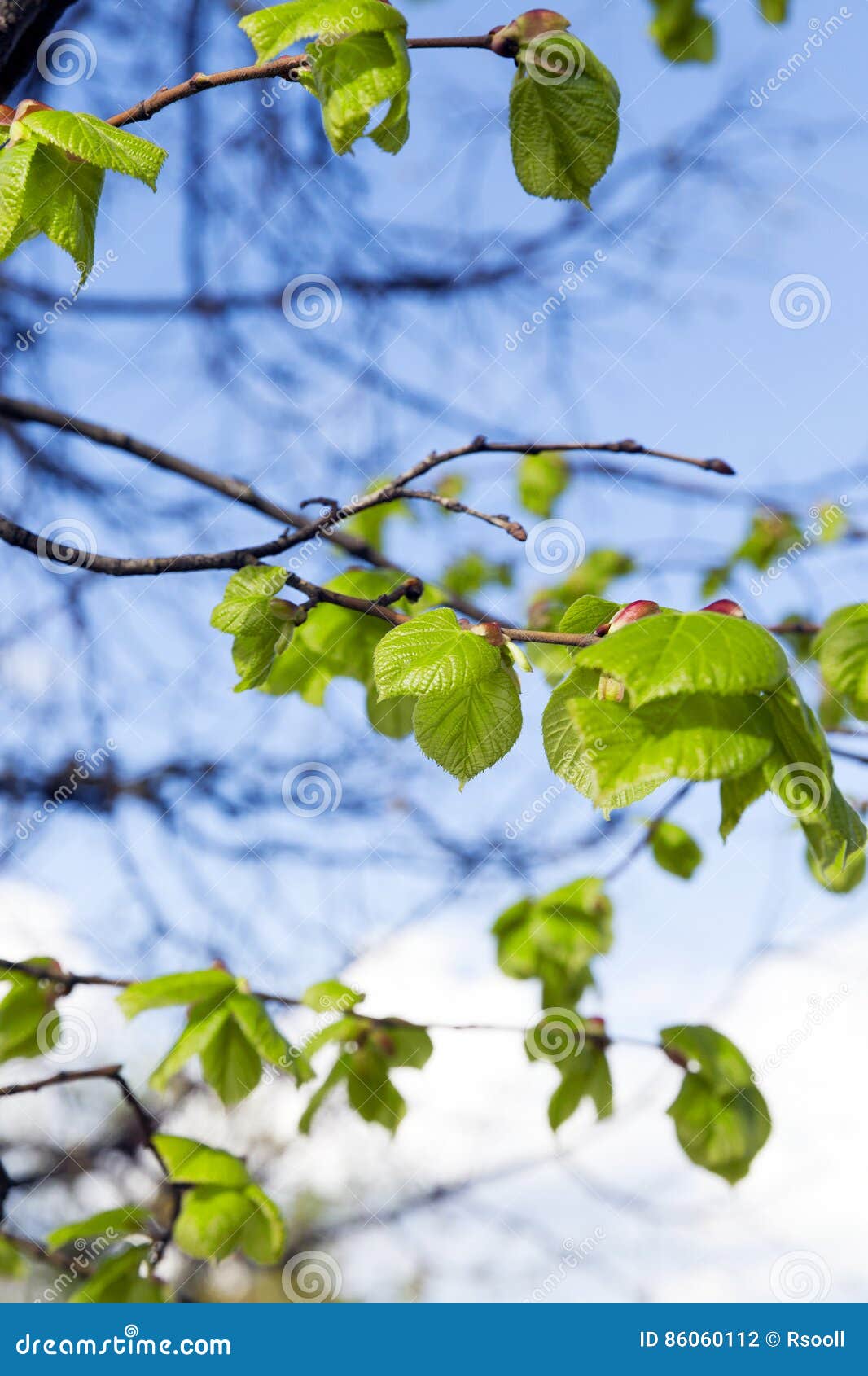 Young Leaves of Linden Tree Stock Photo - Image of branch, closeup ...