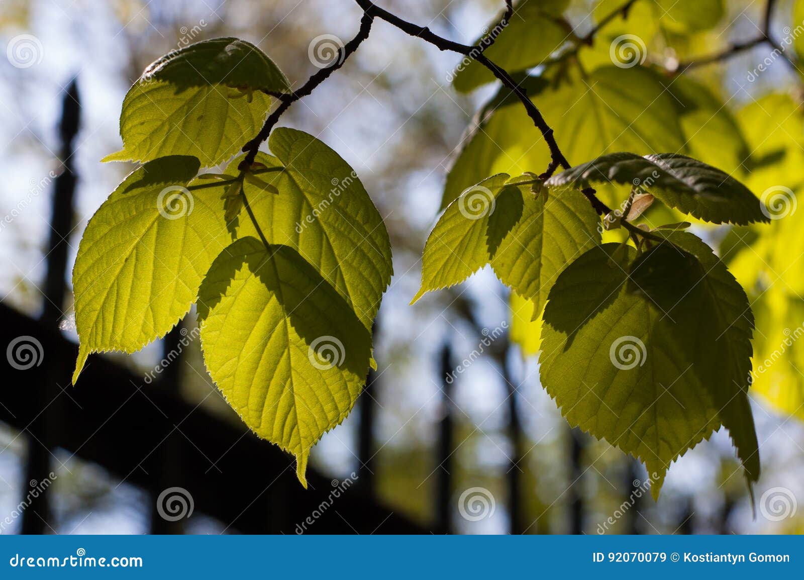Young Leaves of the Linden-tree Stock Image - Image of morning ...