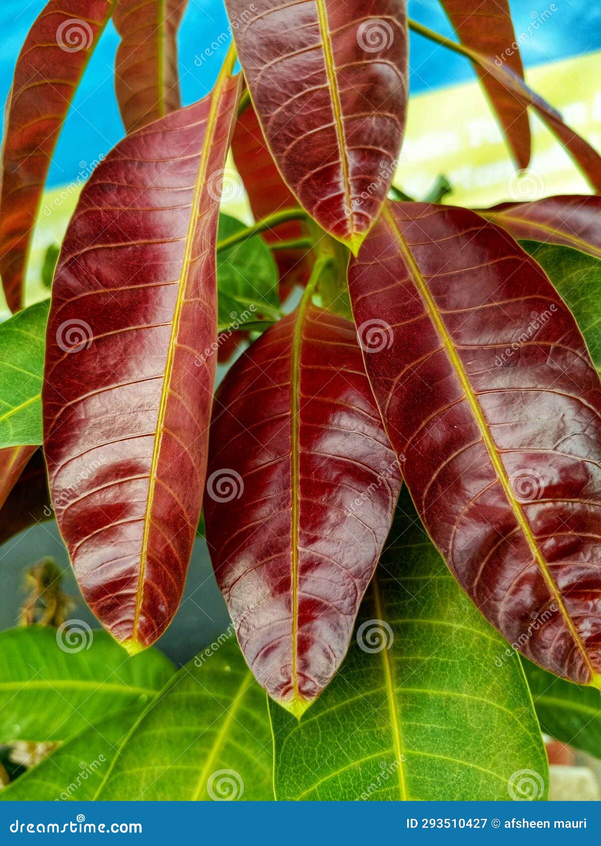 Leaves of the mango stock image. Image of deciduous - 293510427