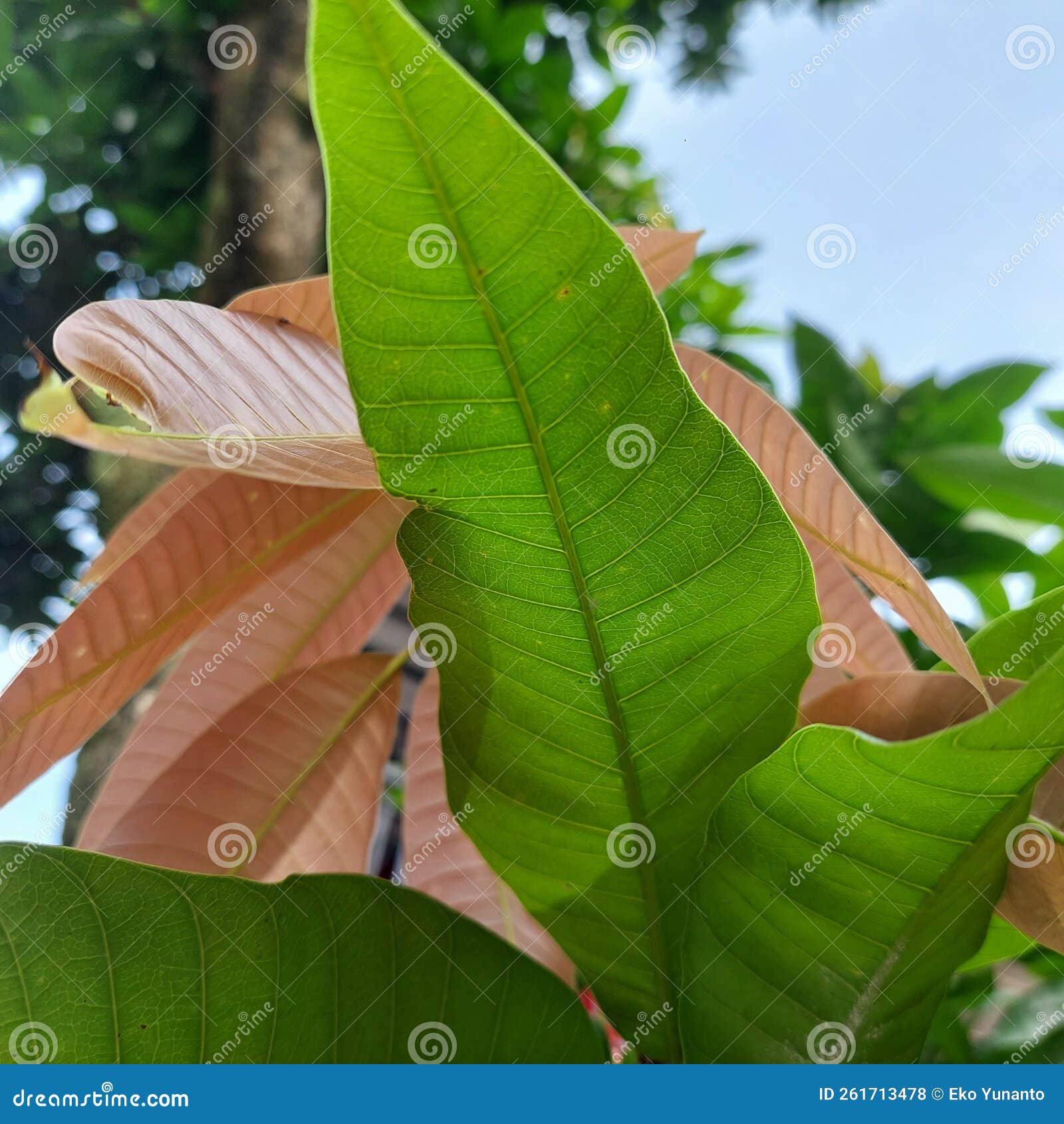 Young Leaves of the Mango Tree, Seen Directly from Below Stock Photo ...