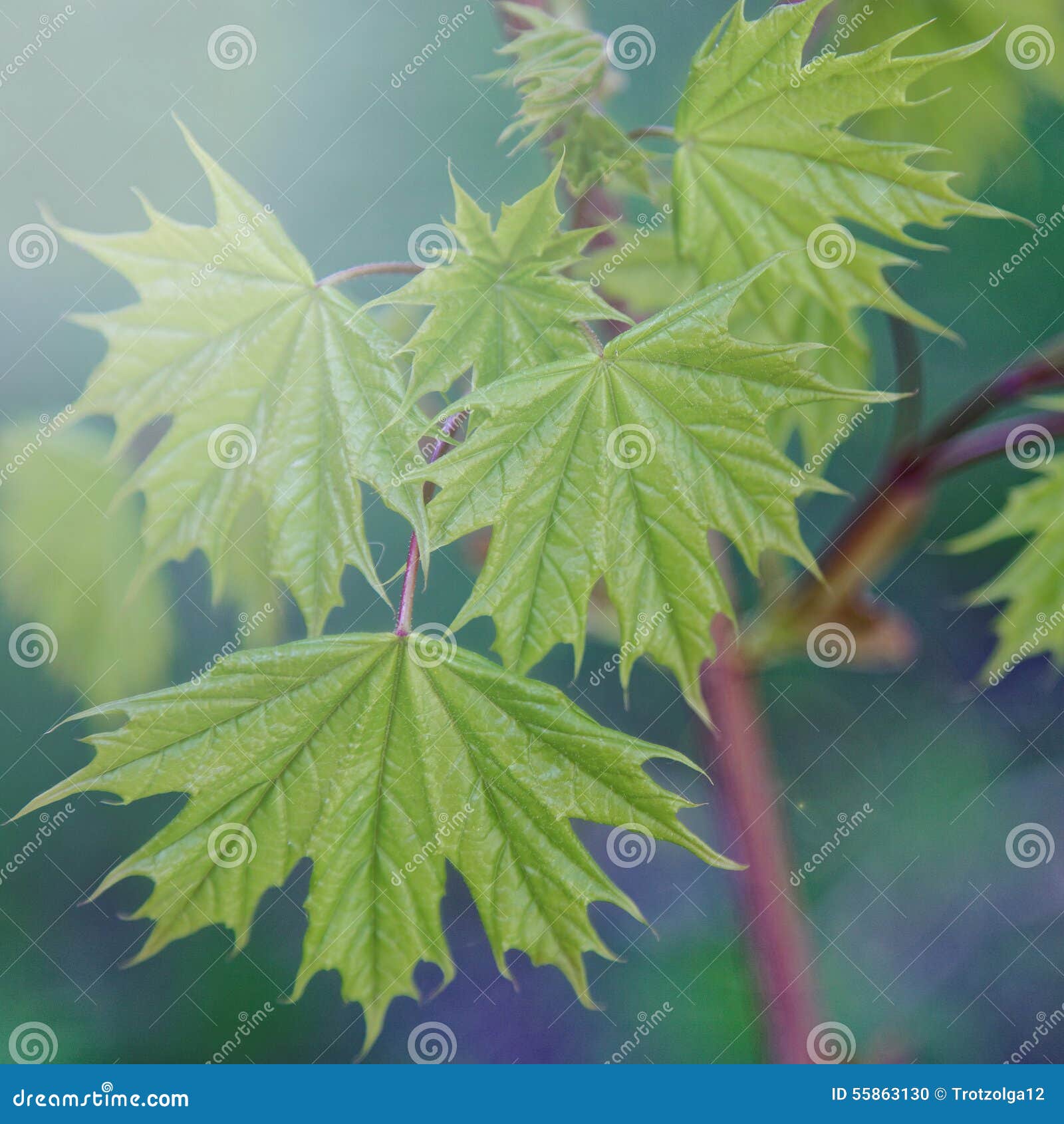 Young leaves of maple. stock photo. Image of daylight - 55863130