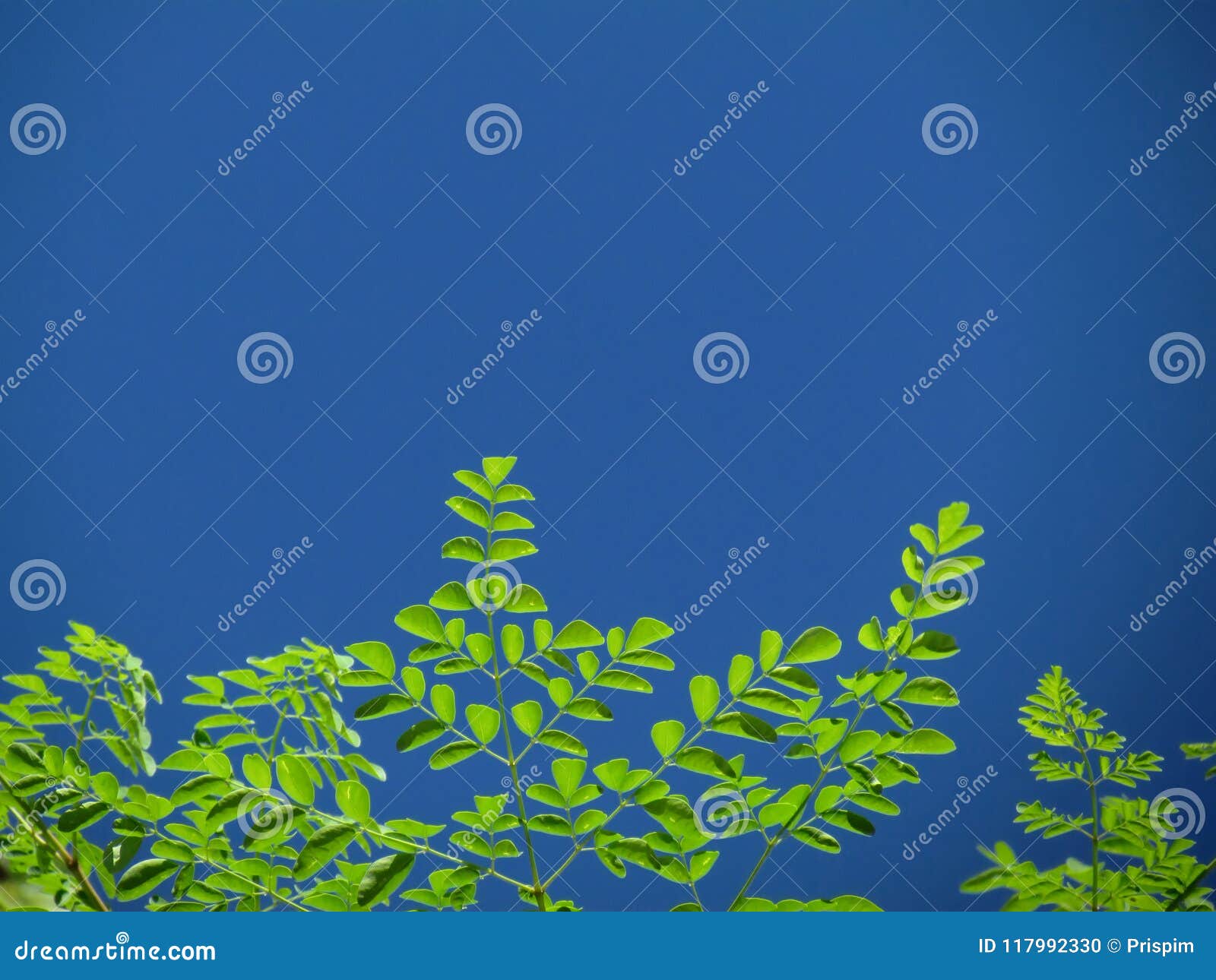 Young Leaves of the Moringa Tree Under the Blue Sky Stock Photo - Image ...