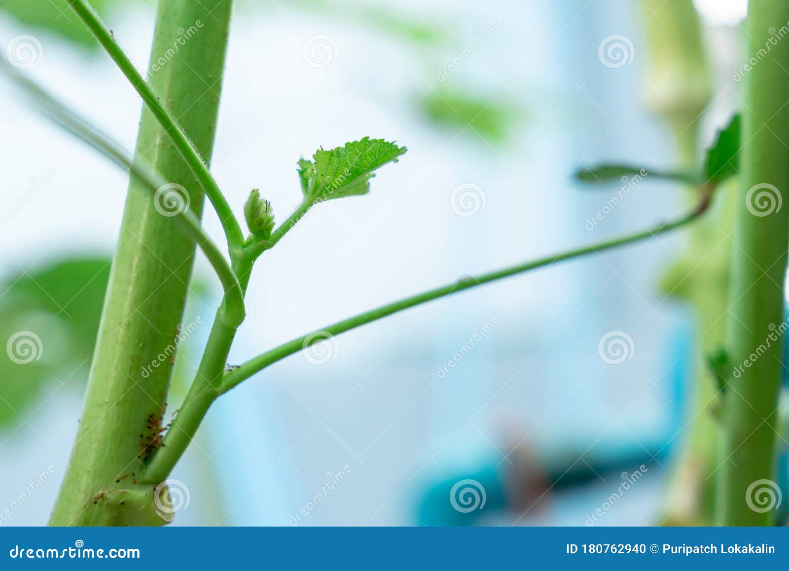 Young Leaves of the Okra Tree Stock Photo - Image of green, cultivation ...