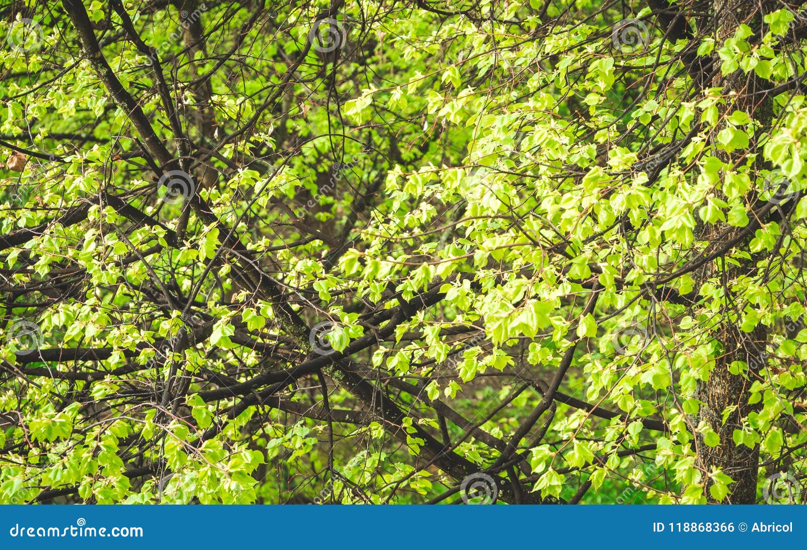 Young Leaves on Poplar Tree Stock Photo - Image of foliage, garden ...