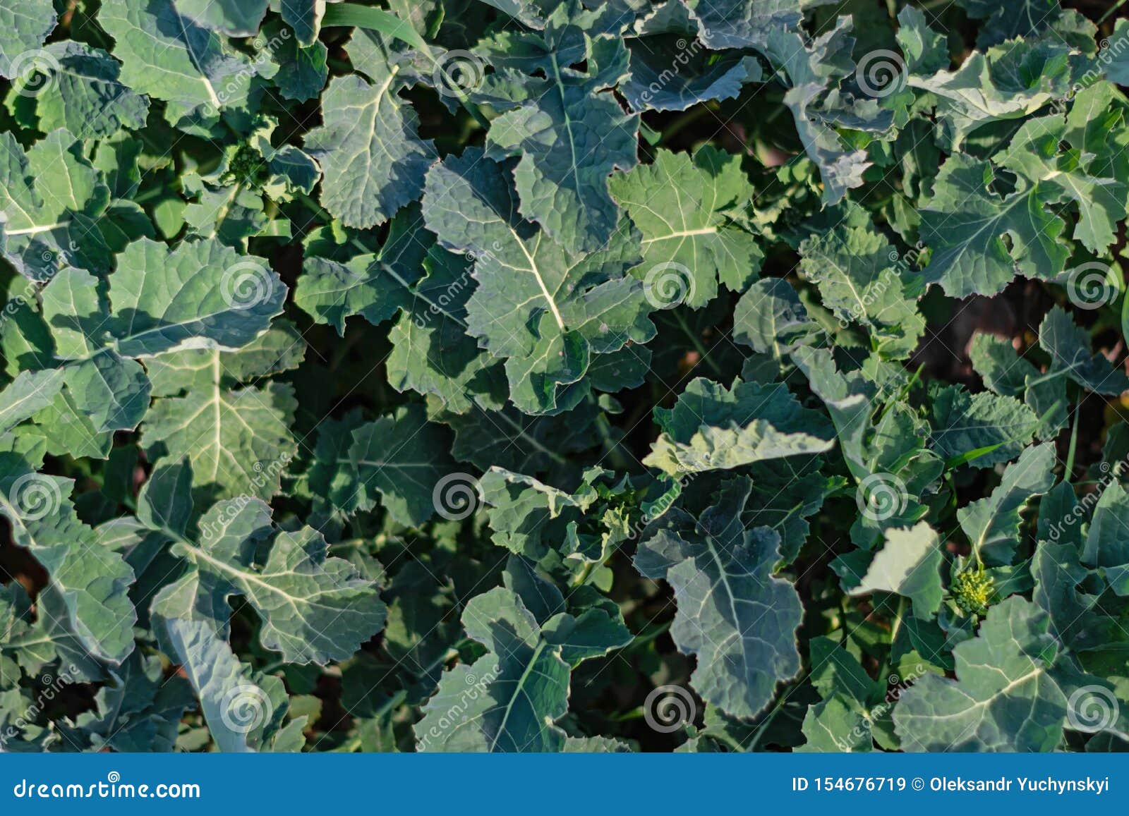 Young Leaves of Rapeseed in the Period of Early Spring Stock Image ...