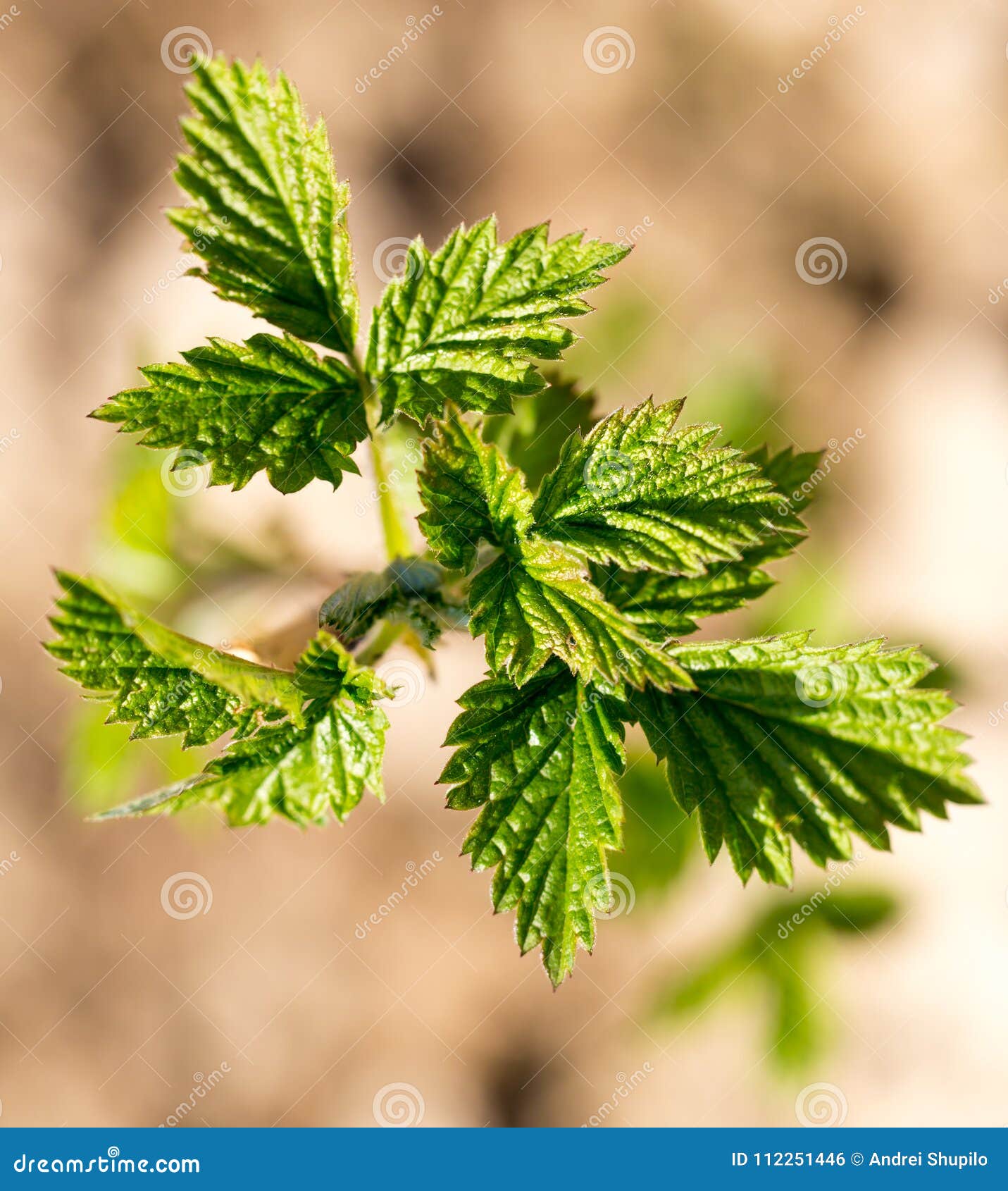 Young Leaves on Raspberry Branches in Spring Stock Photo - Image of ...