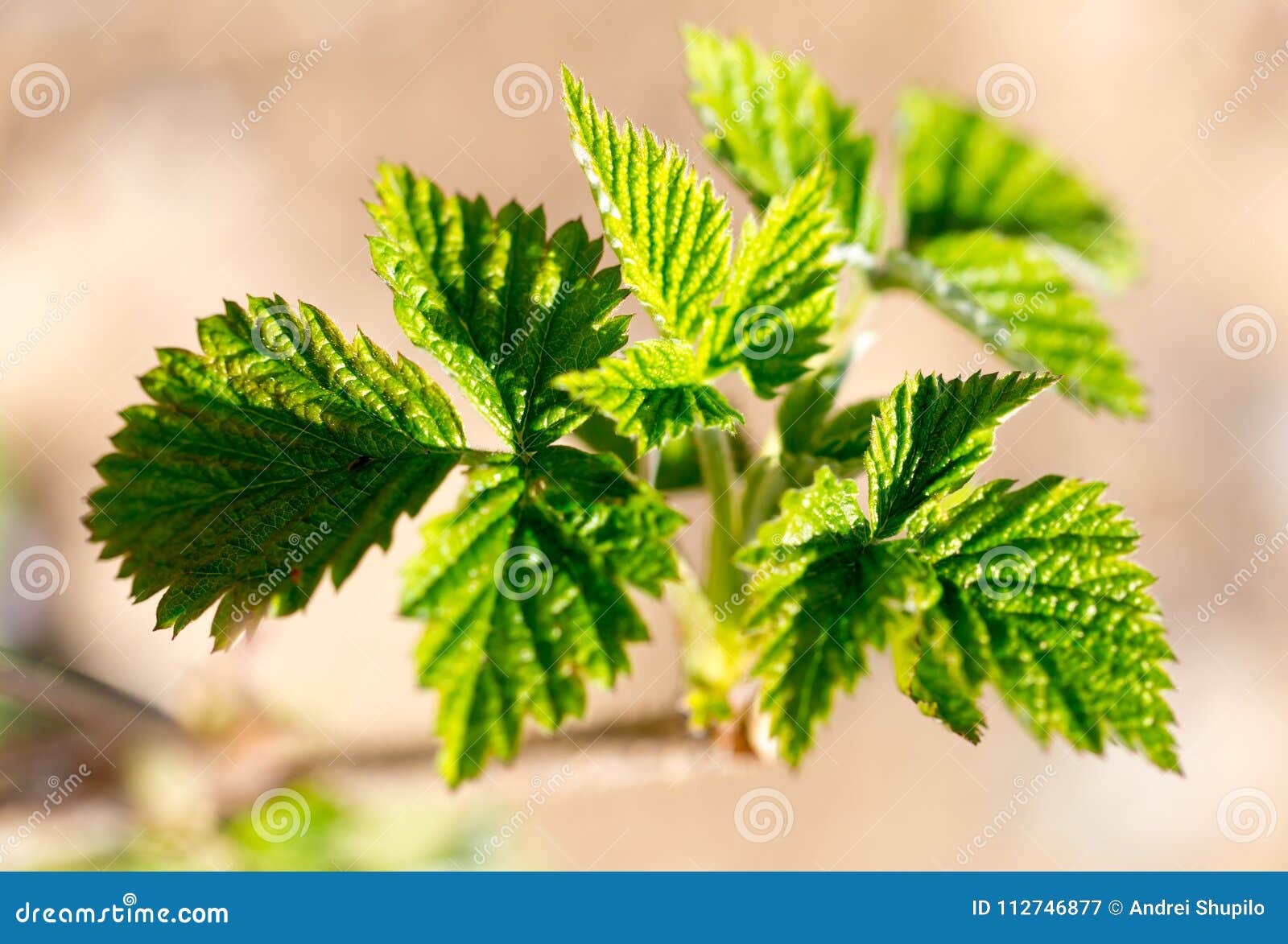 Young Leaves on Raspberry Branches in Spring Stock Image - Image of ...