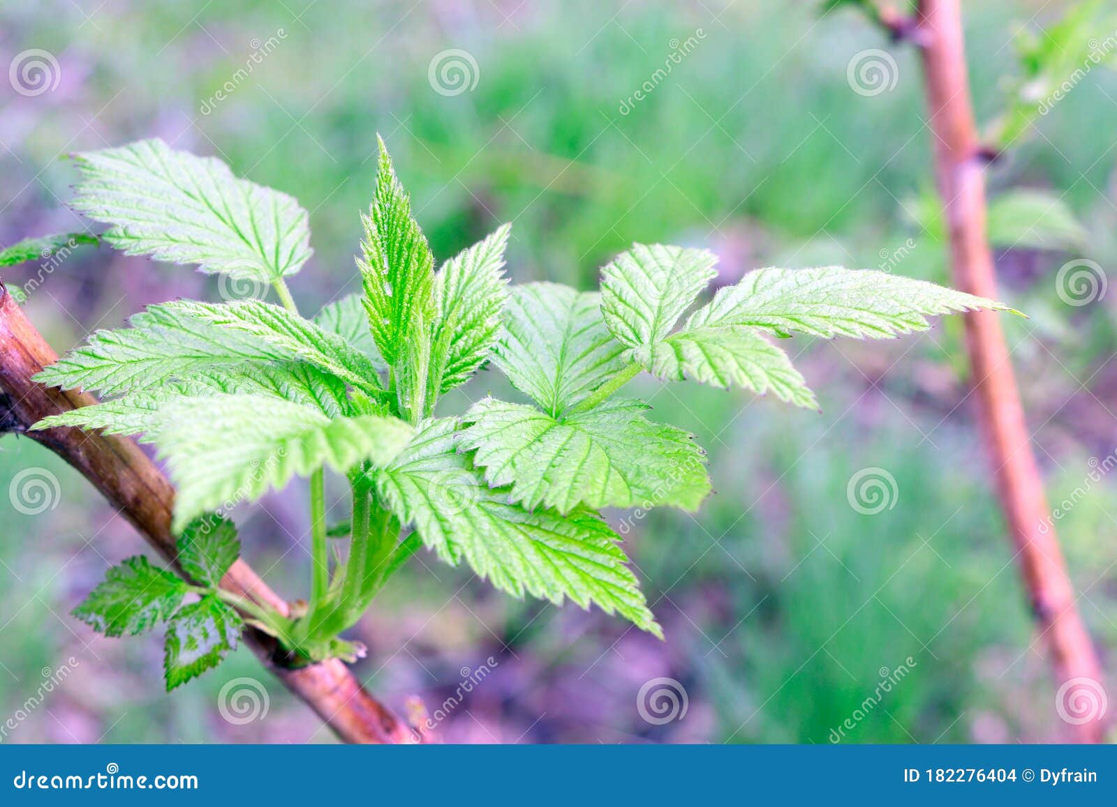 Young Leaves of Raspberry in Spring. Sprout of Raspberry Stock Photo ...