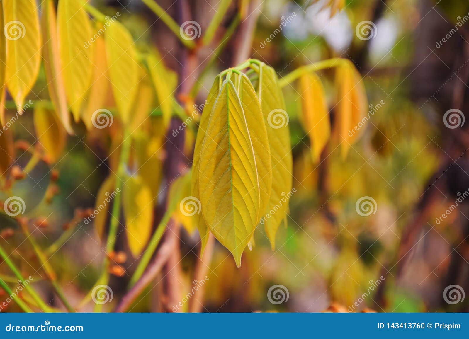Young Leaves with Soft Colors and Textures of Leaves Stock Photo ...