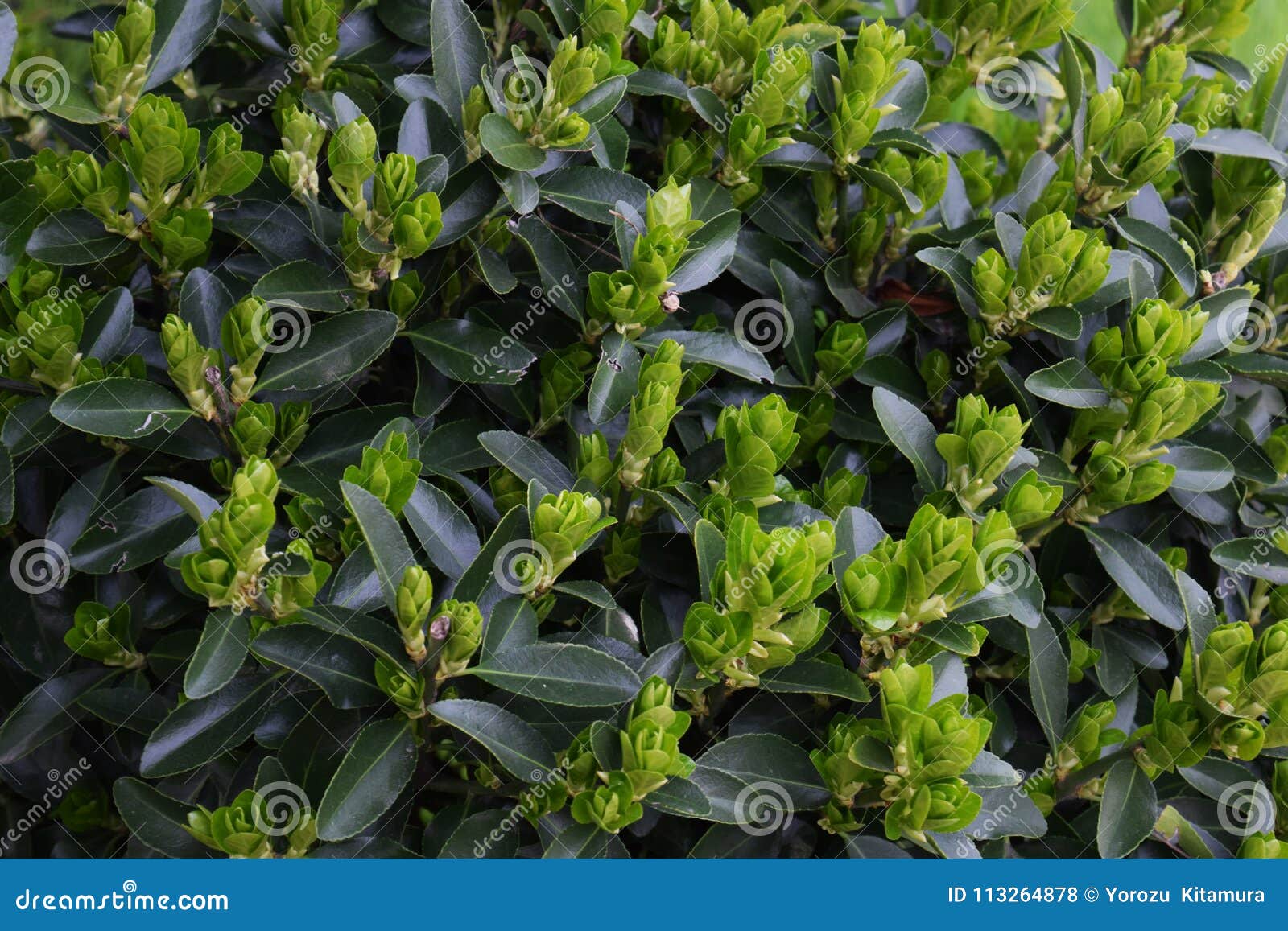 Spindle tree stock photo. Image of leaves, spring, kanagawa - 113264878
