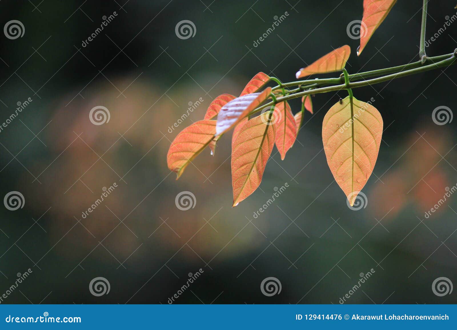 Young Leaves Springing Up for Spring Season Stock Photo - Image of ...