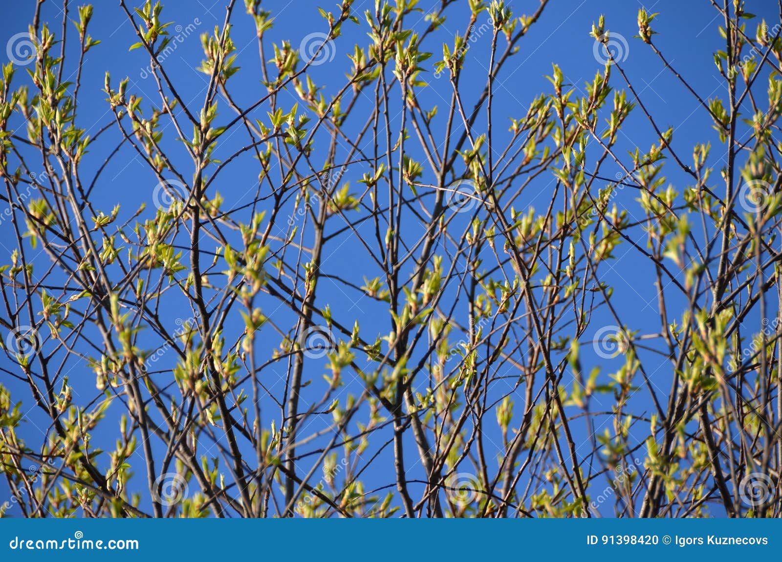 Young Leaves Sprouting Out of Their Buds in Spring. Stock Photo - Image ...
